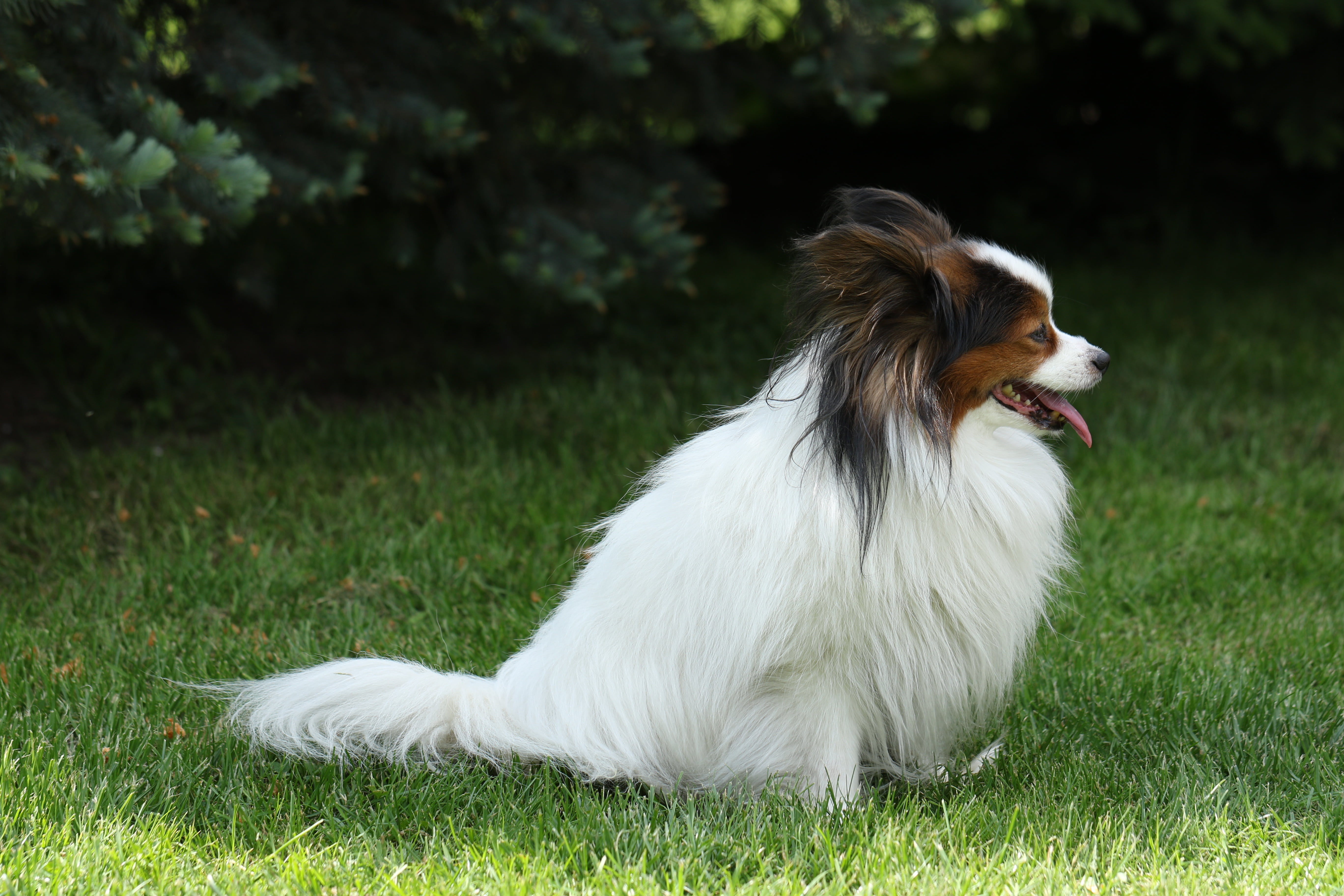 animal themes, lap dog, domestic, papillon, plant, vertebrate, sitting ...