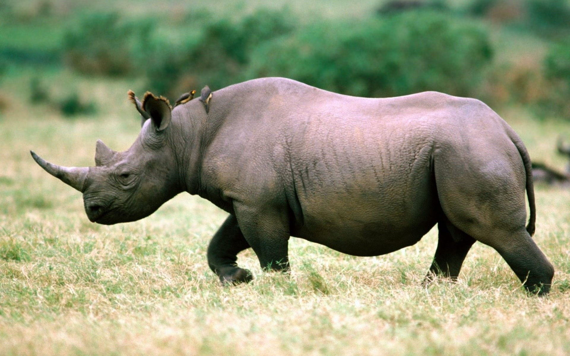 tusk, grazing, horned, pig, sky, wild Animals, rhino, side view, plant ...