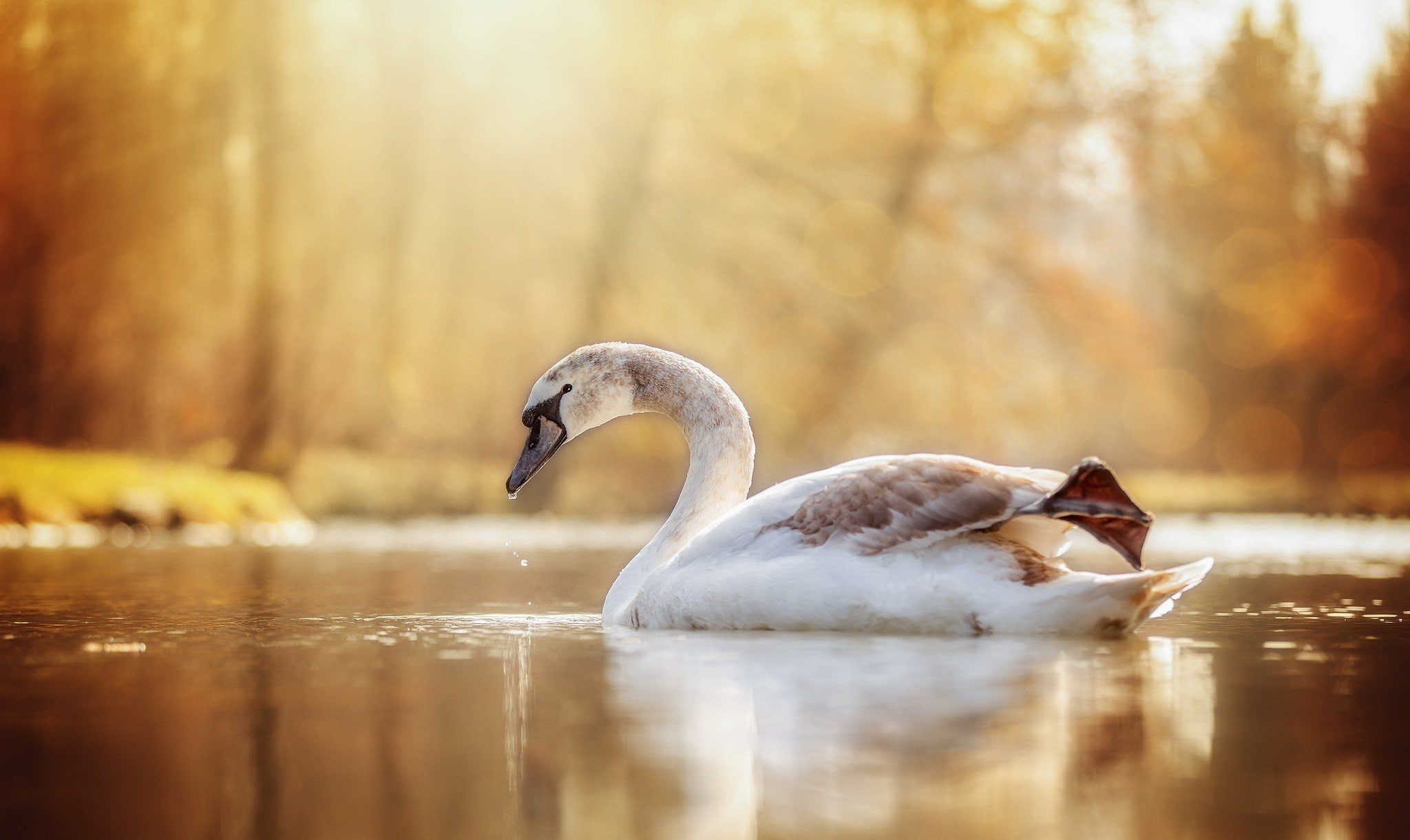 «CISNE» HD wallpapers