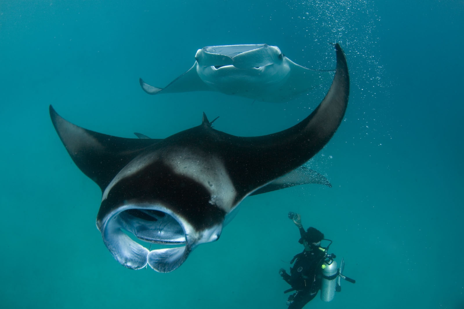 1080P, manta, raya, peces, animales HD Wallpaper