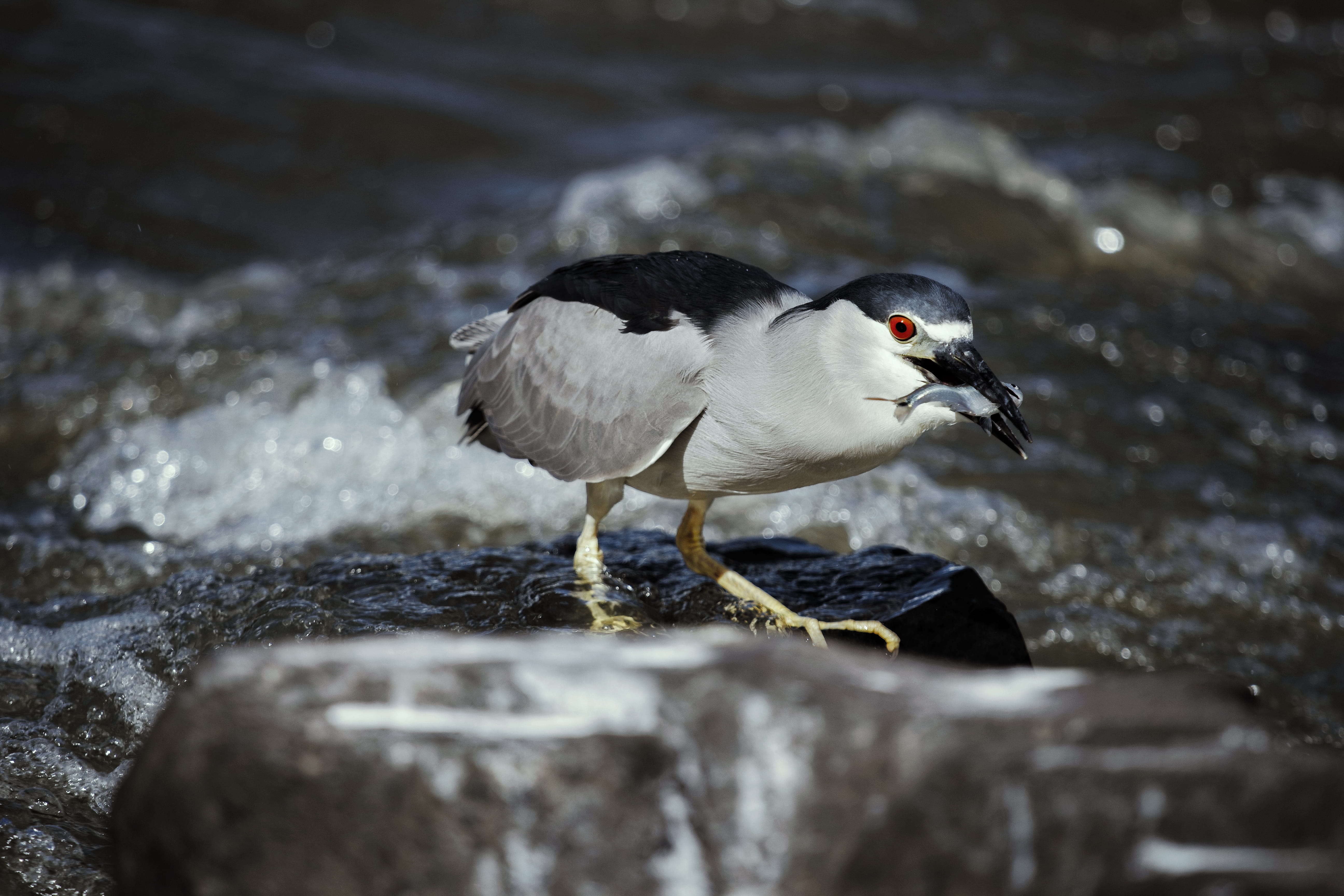 peixe, animal, fishing, nature, selective focus, day, lake, ave ...