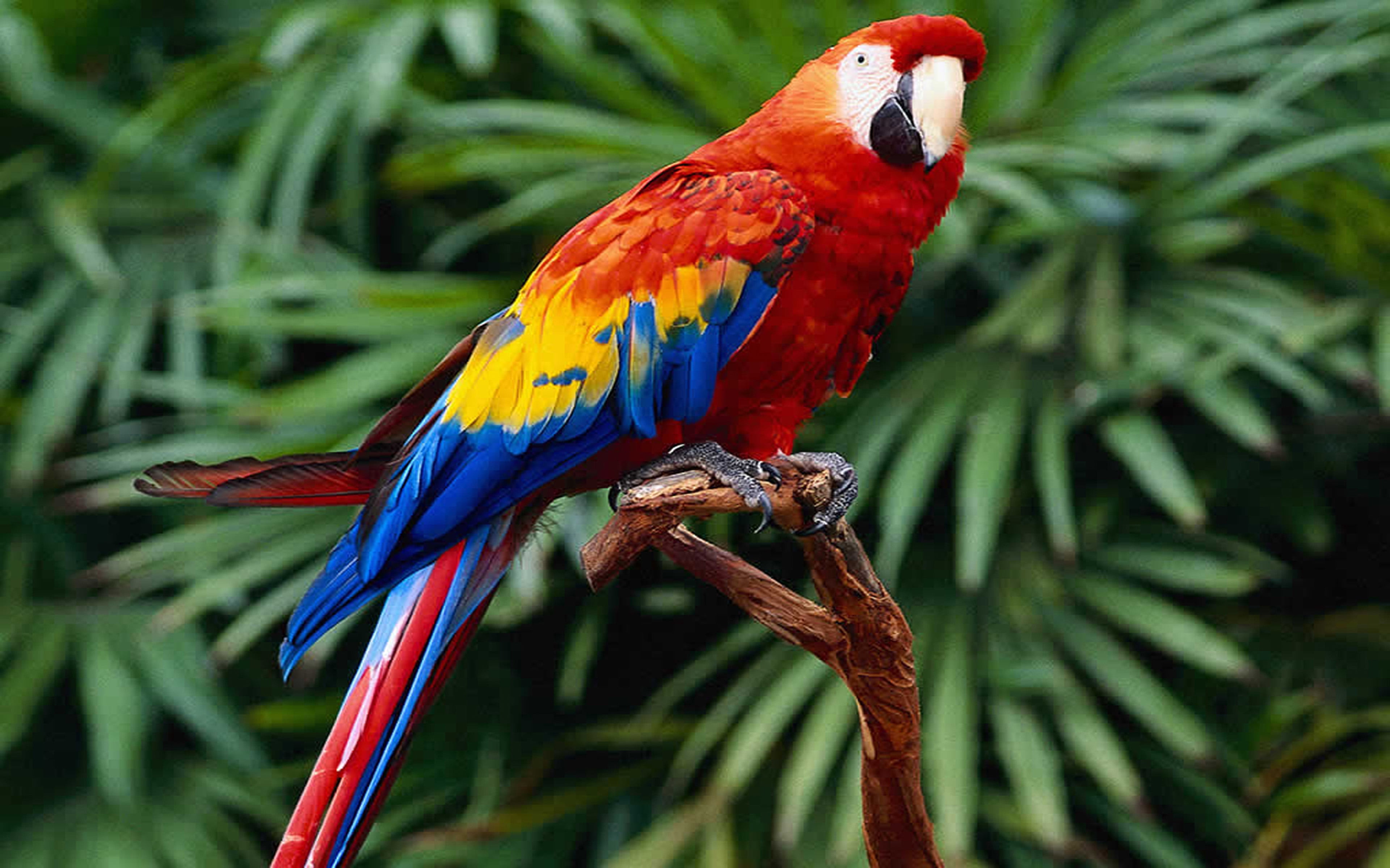 focus on foreground, parrot, animals, animal wildlife, perching, nature ...
