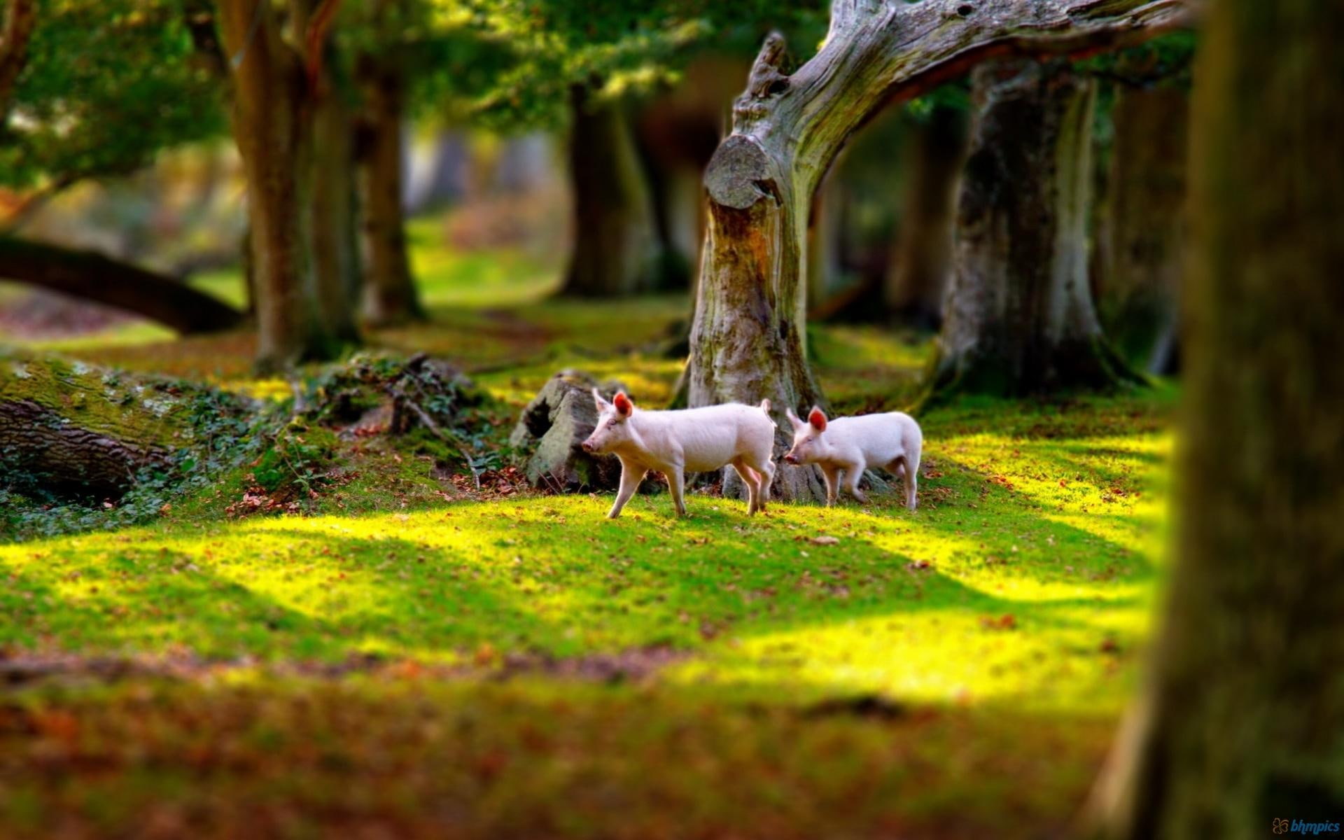 «hogs» HD Wallpapers
