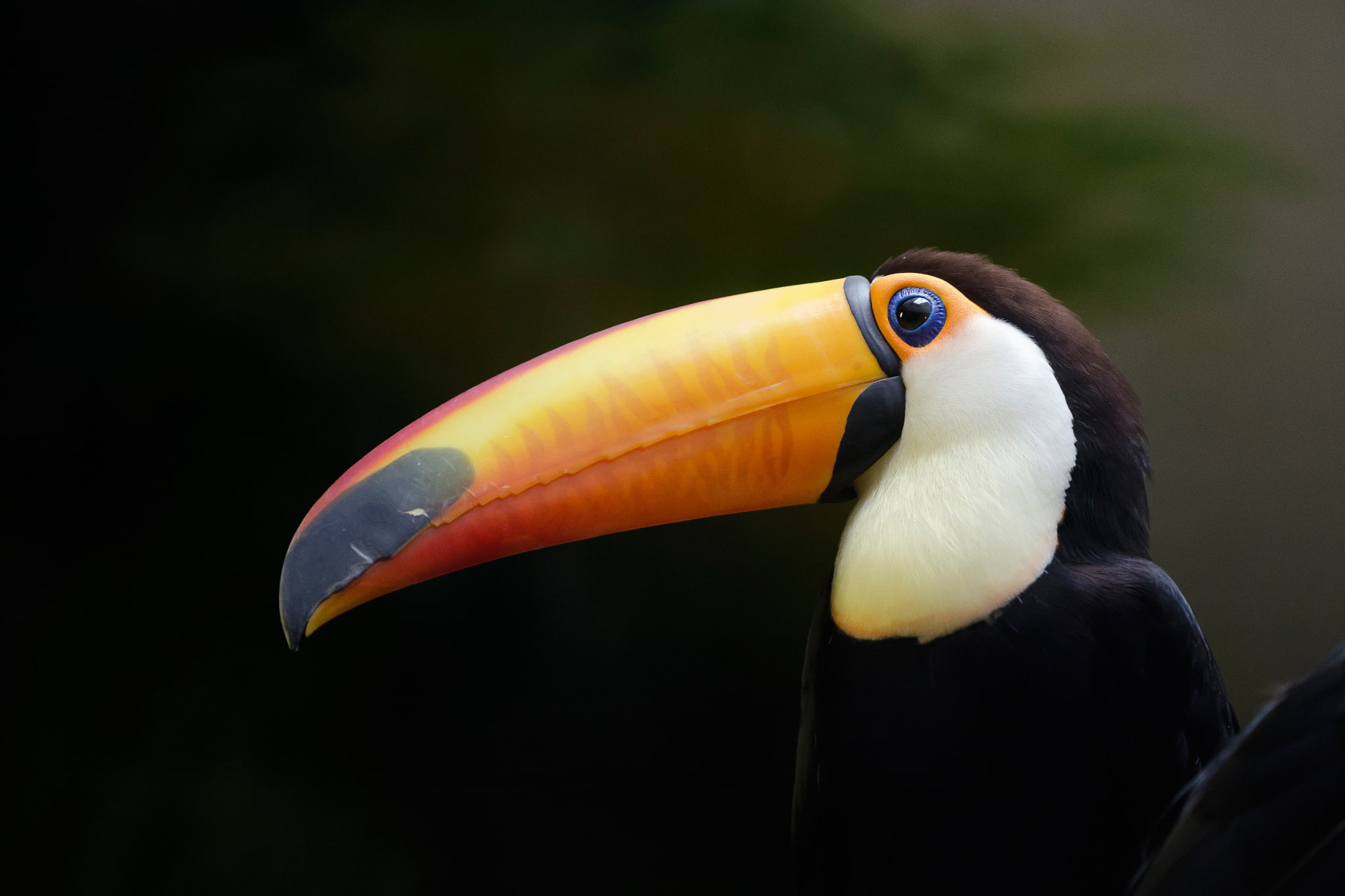 1080P, bird, Toucan, beak HD Wallpaper