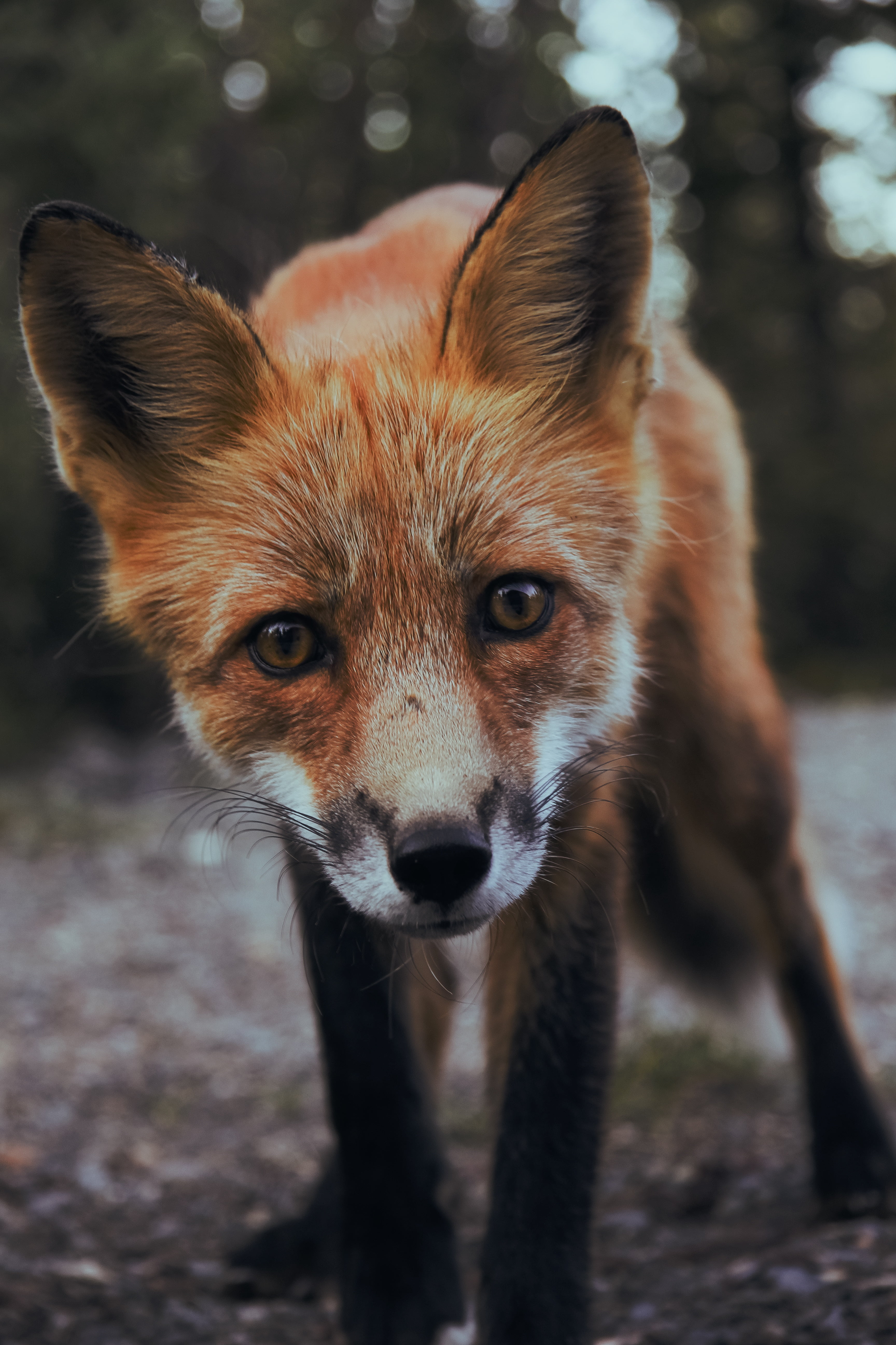 Hunting Fox Animal Wallpaper