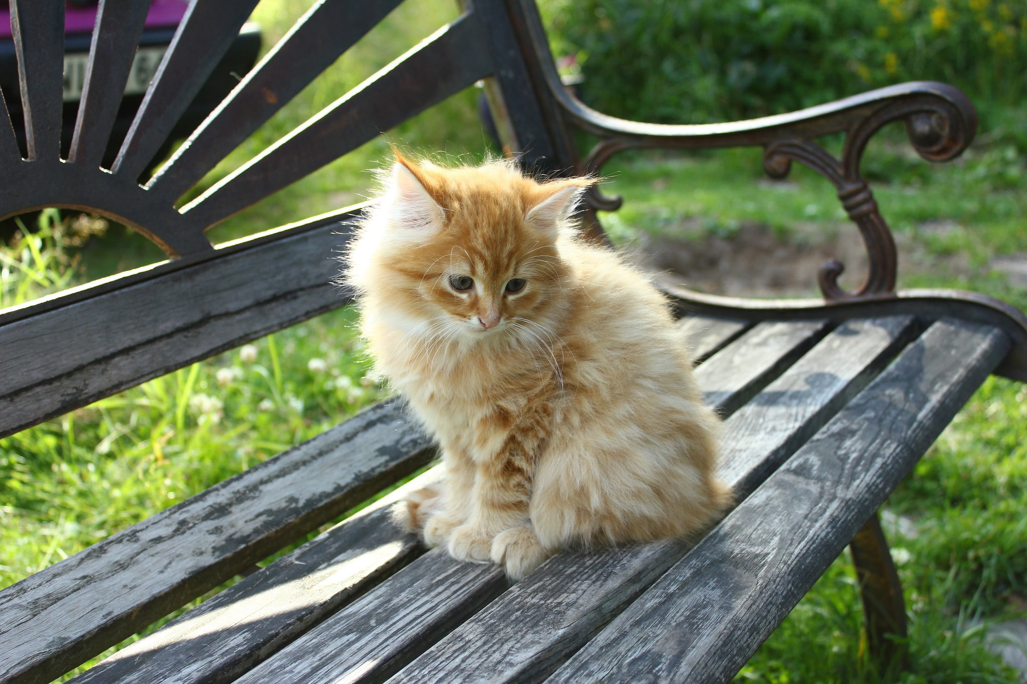 «small cat» 1080P, 2k, 4k Full HD Wallpapers, Backgrounds Free Download ...