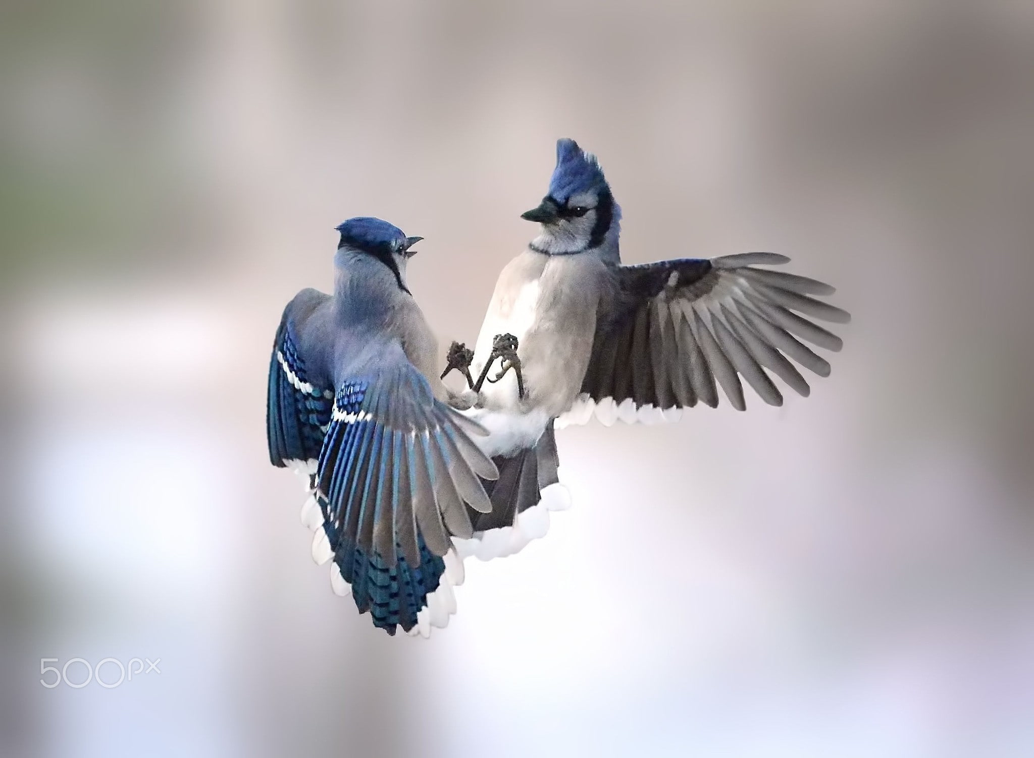 «blue jays» HD Wallpapers