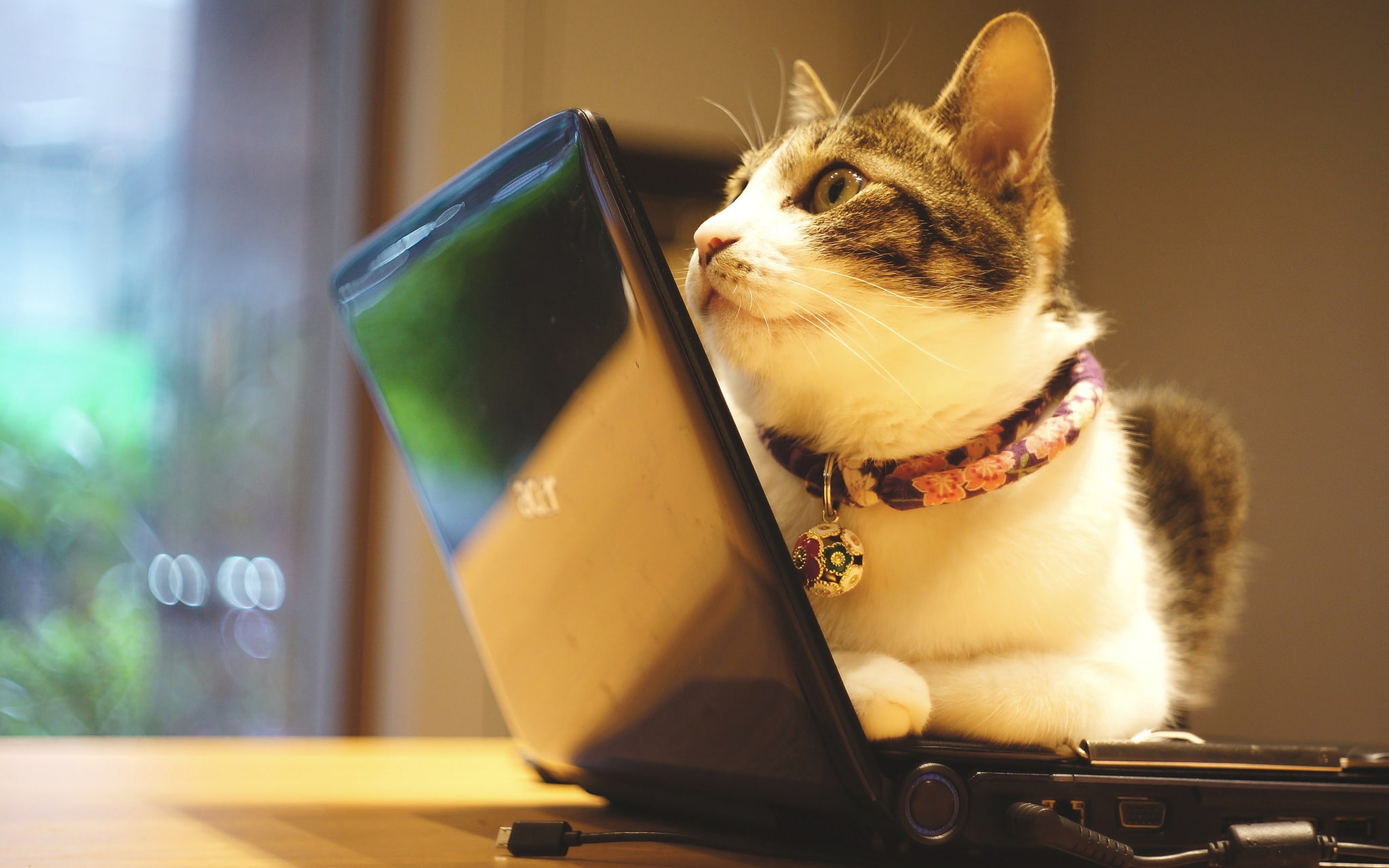 cat, laptop, striped, lies, gadget, technique, Kote, the room ...