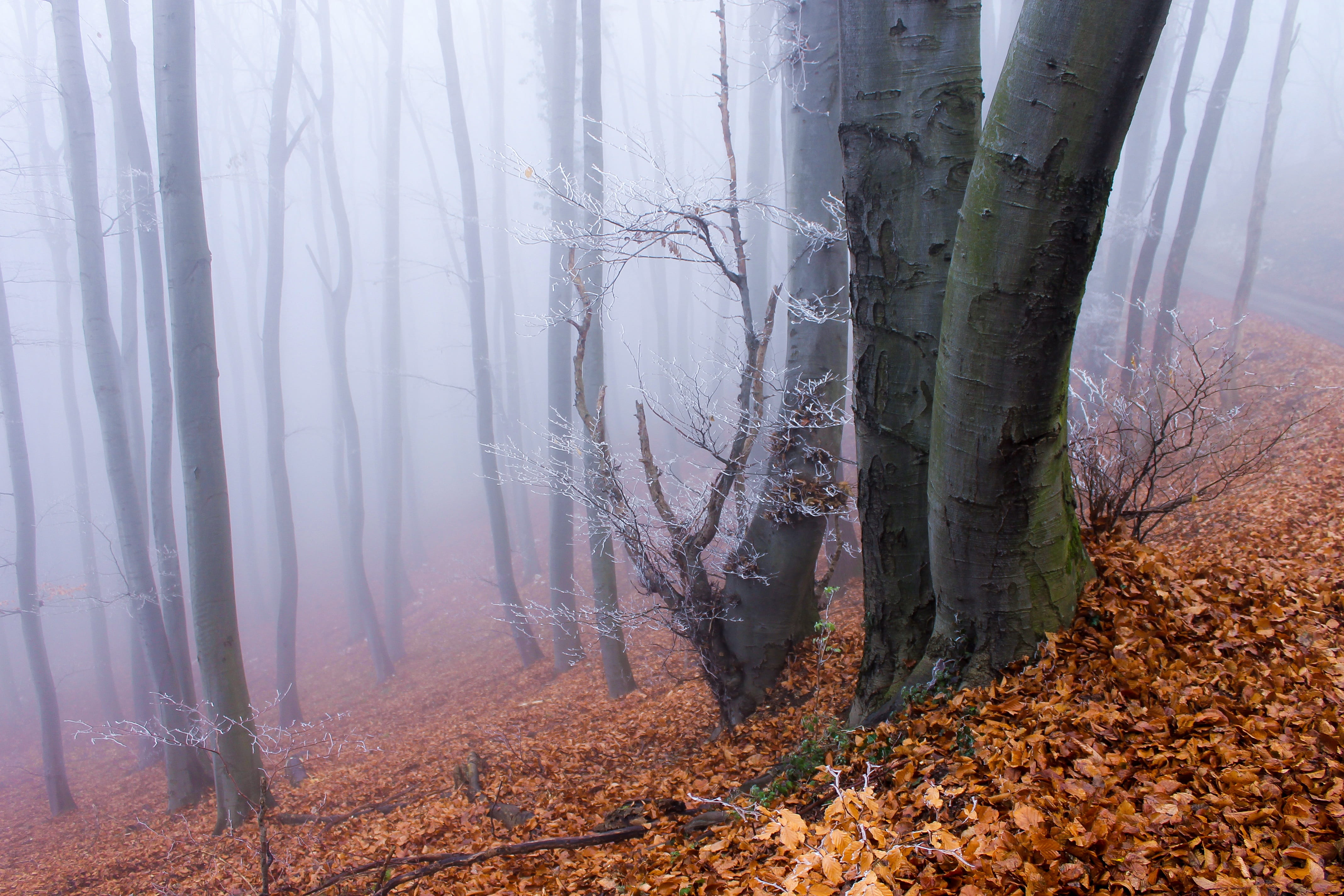 autumn landscape, lonely, beauty in nature, land, change, bare trees ...