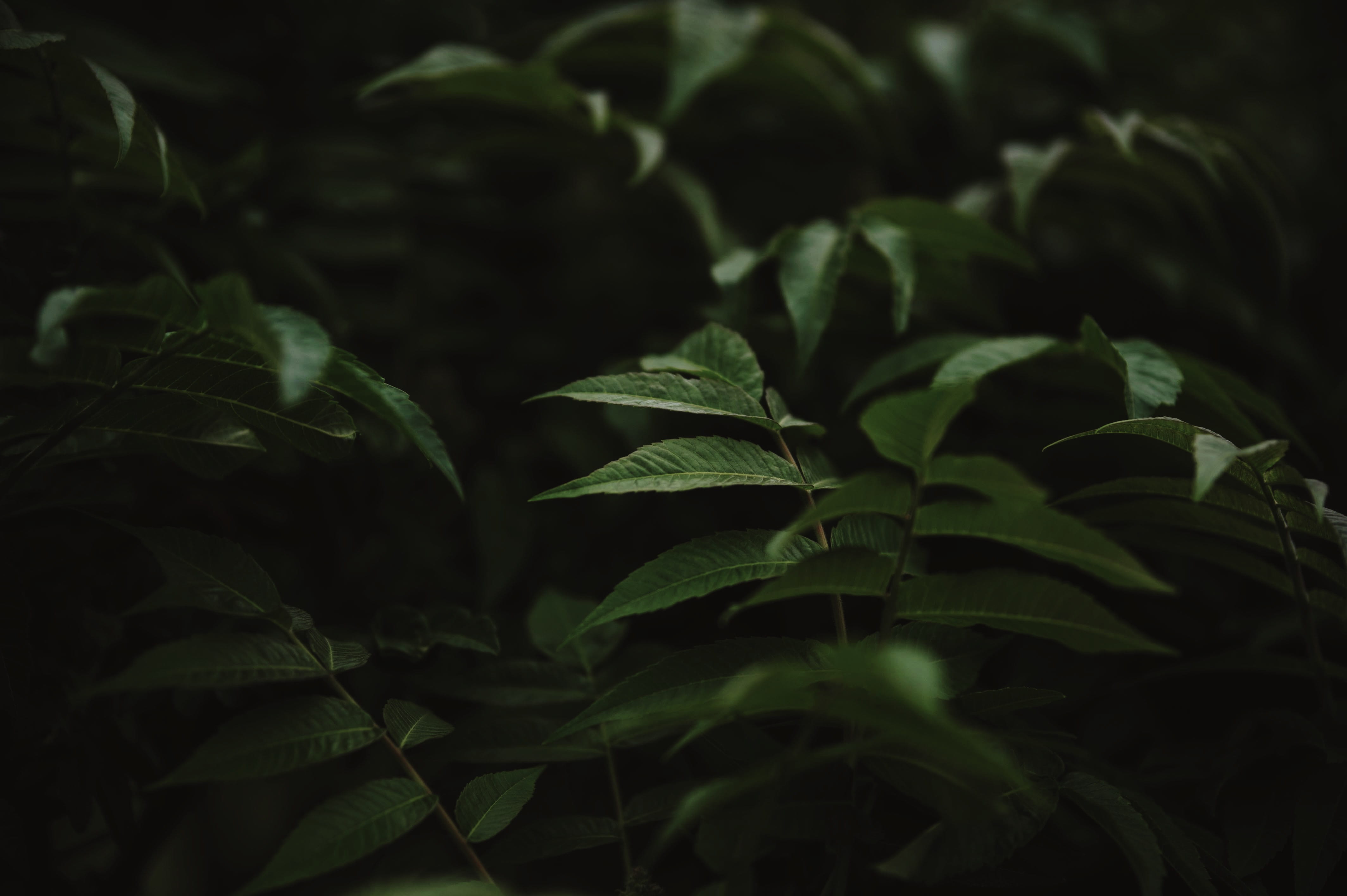 4K, plant part, no people, plant, green Color, leafs, green, leaf ...