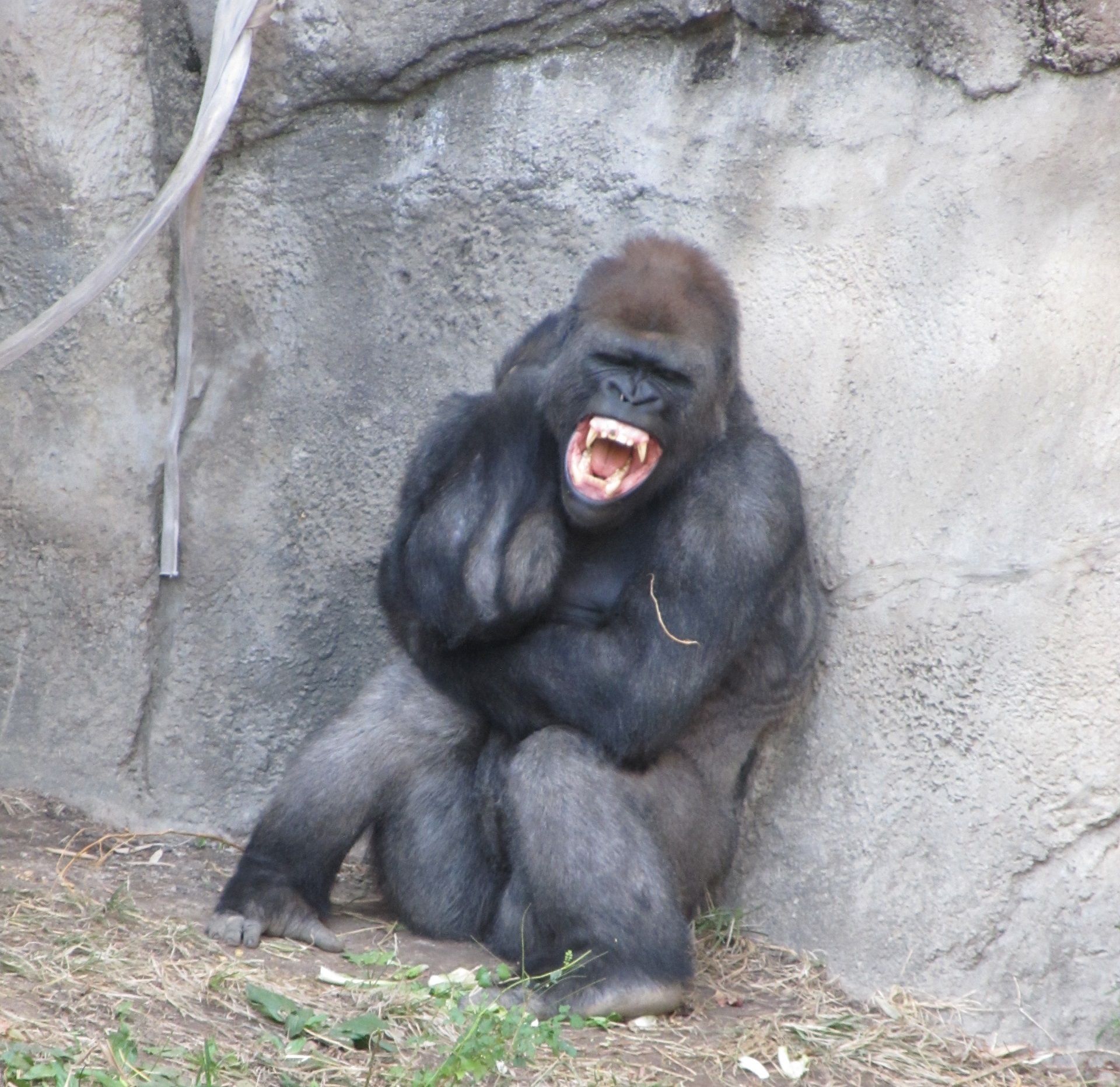 beast, portrait, powerful, one animal, day, fierce, ape, wildlife ...