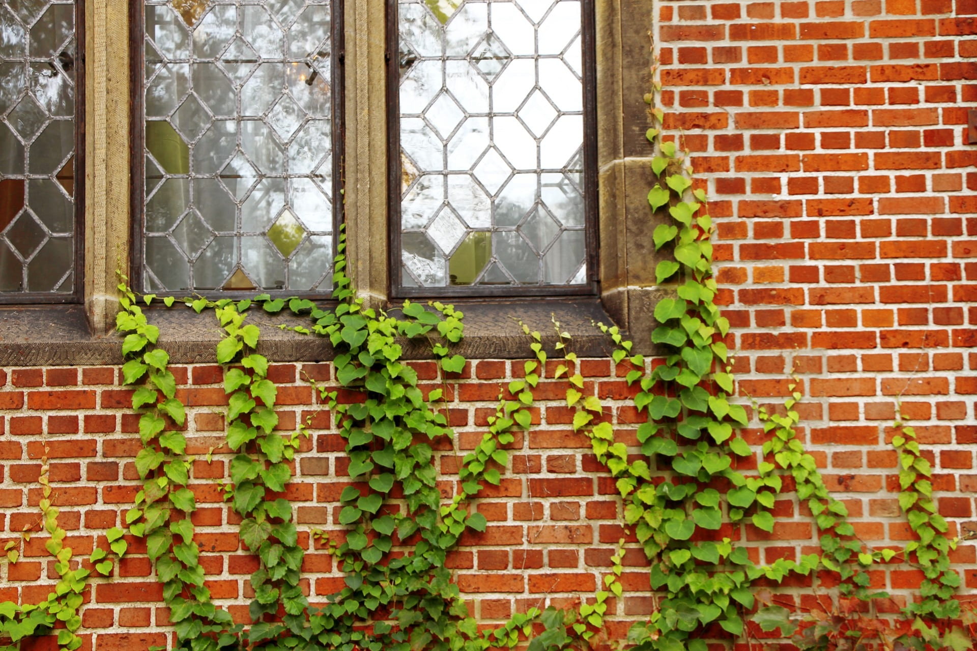 views, leaf, growth, plant, decorative, bricks, green color, branches ...