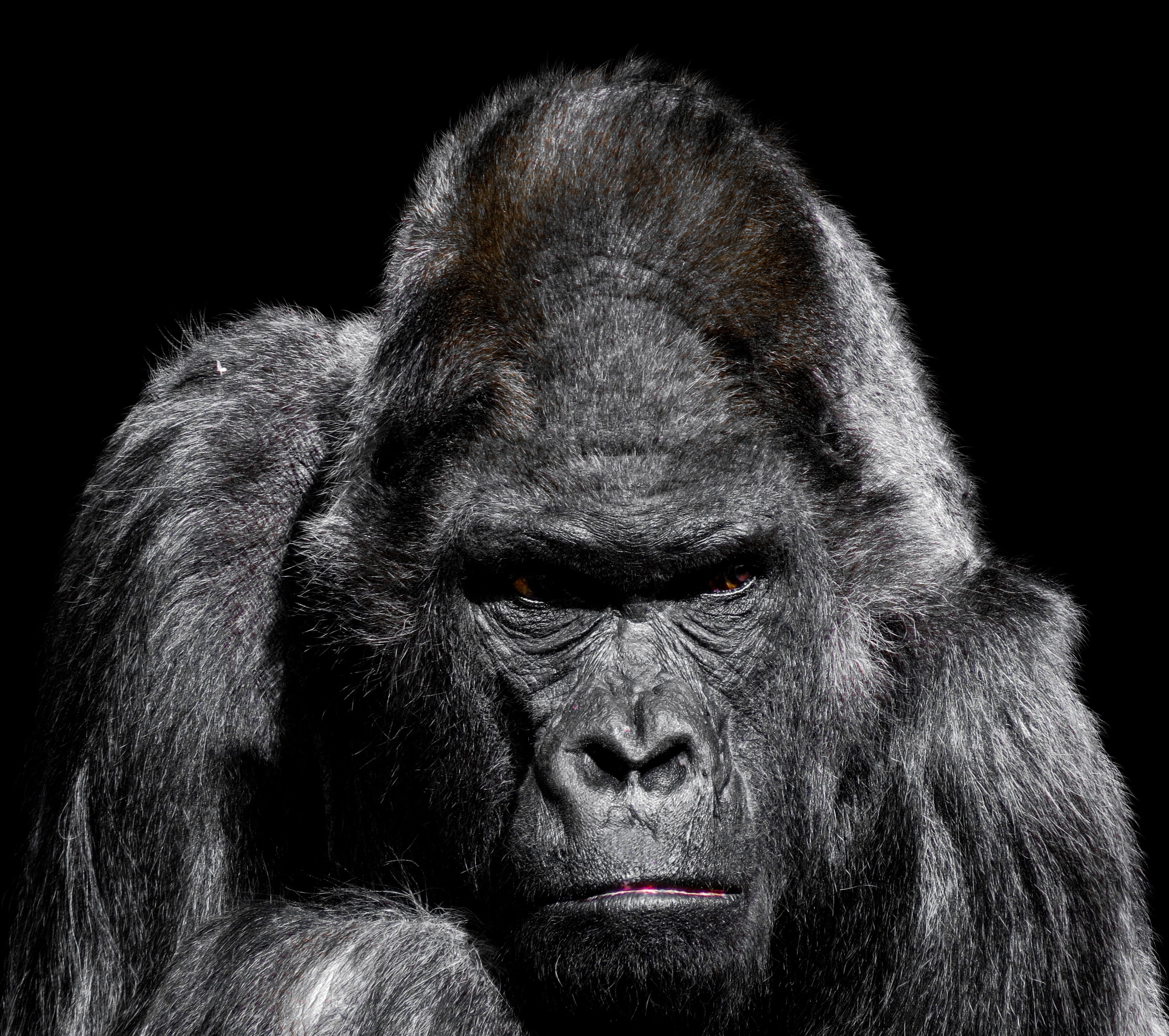 2K, gorilla, watch, primate, animals in captivity, imposing, eyes ...