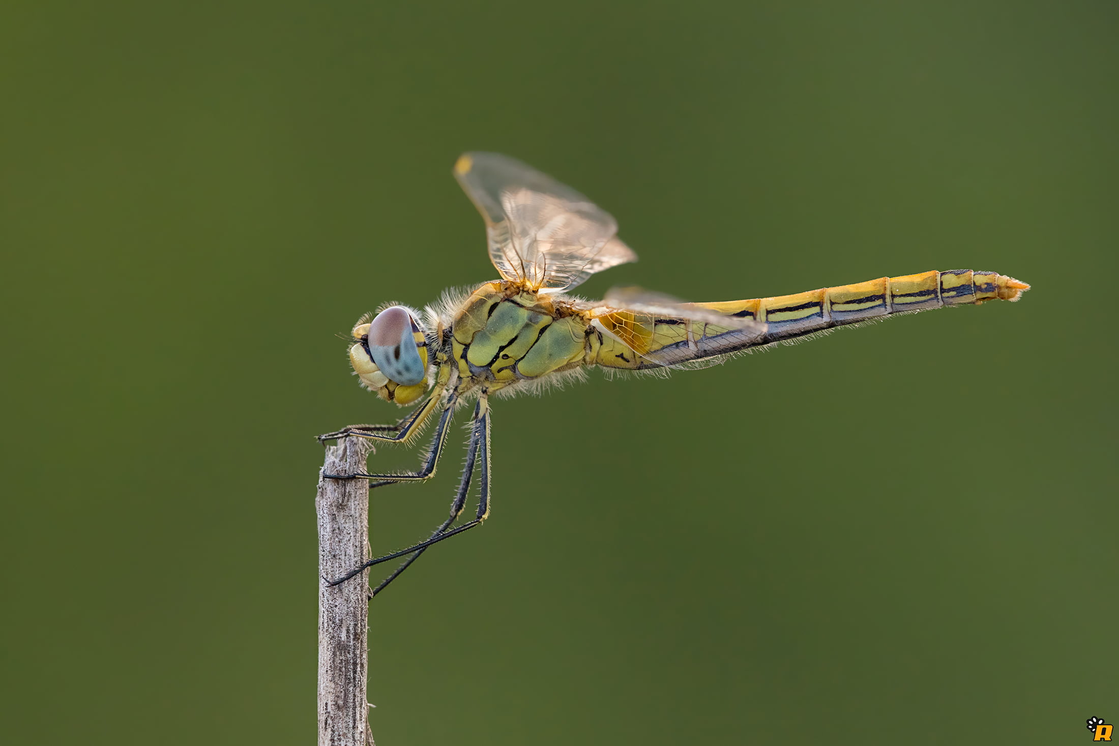 «SYMPETRUM» HD wallpapers