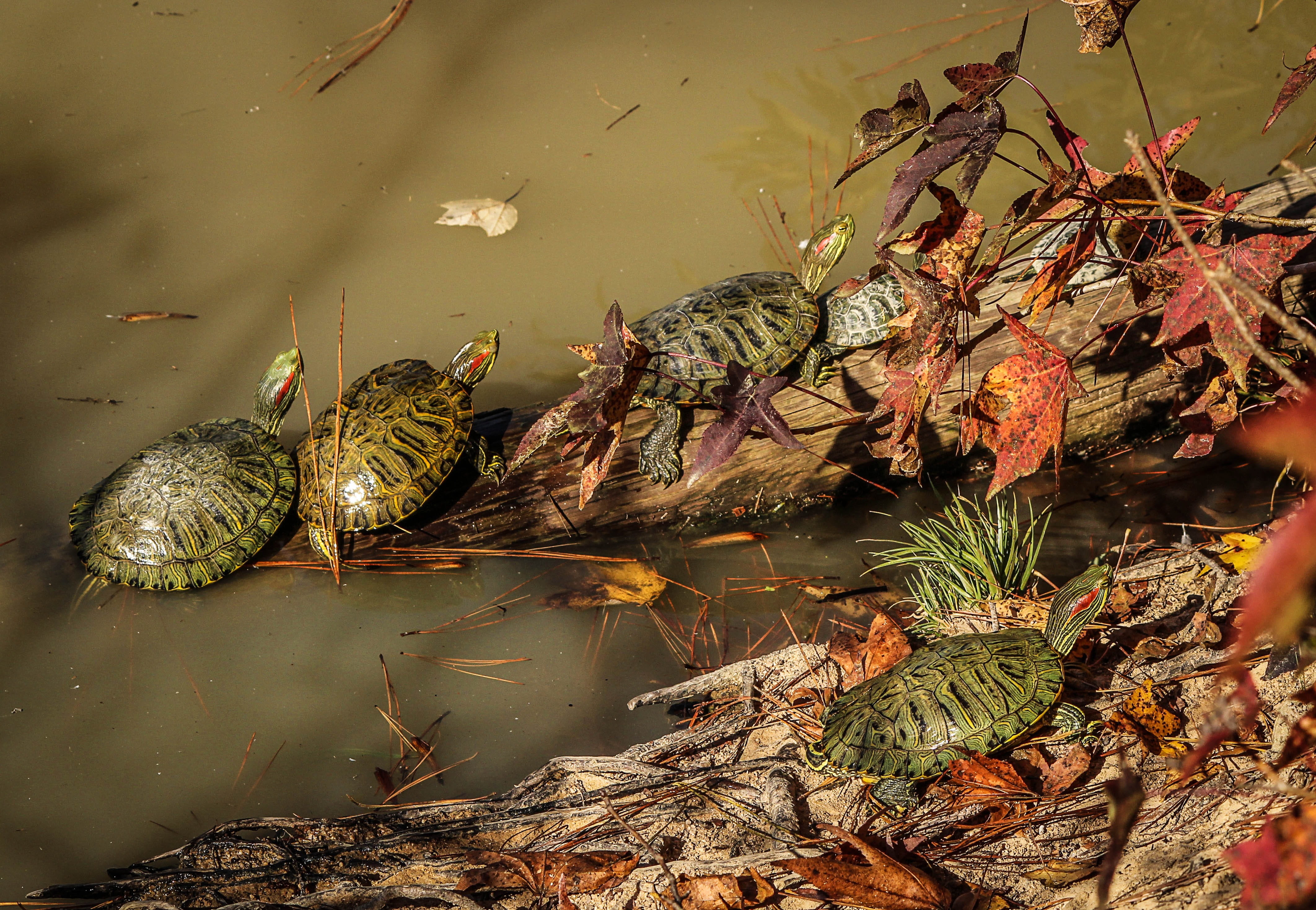 animal wildlife, pictures of terrapins, outdoors, 1080P, high angle ...