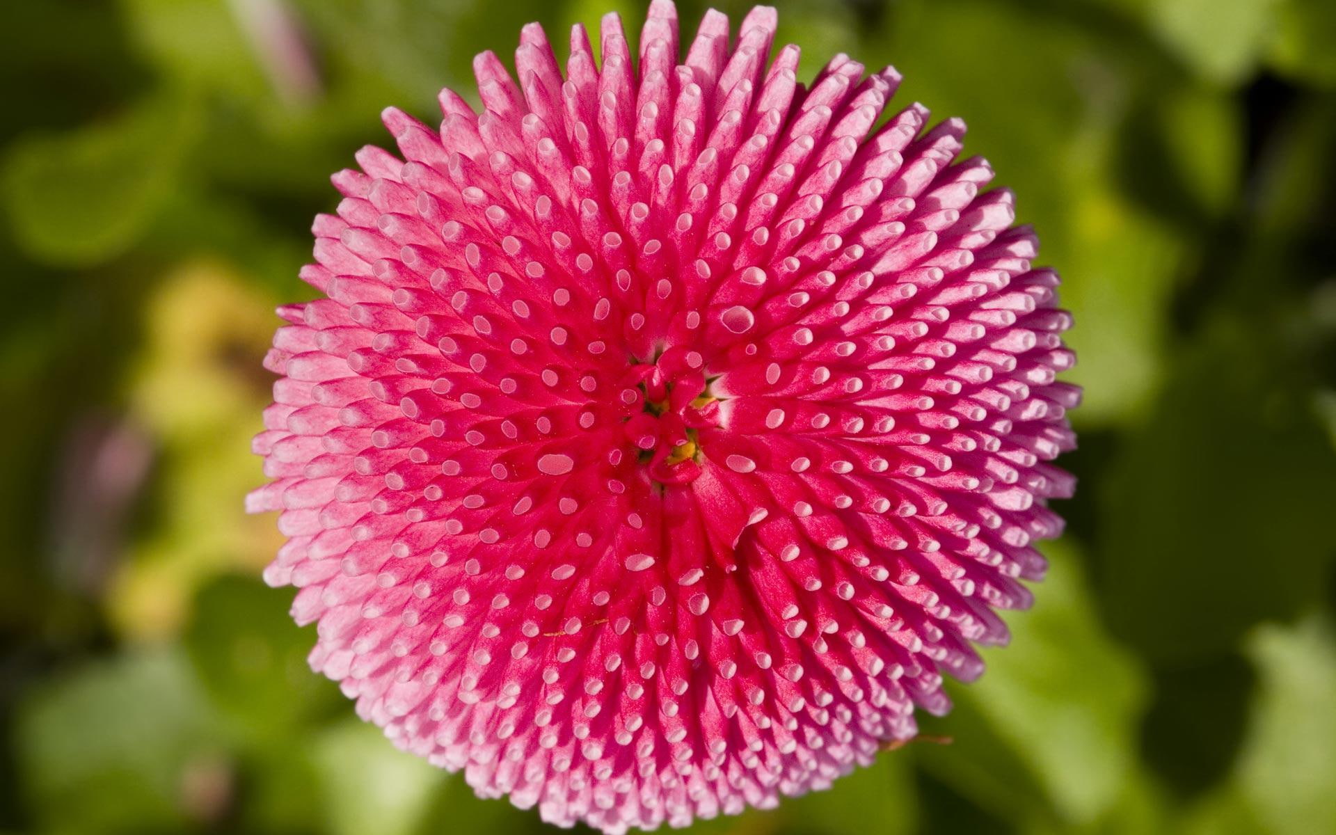 pink, 1080P, amazing, picture, flower, beautiful, 3d and abstract HD ...