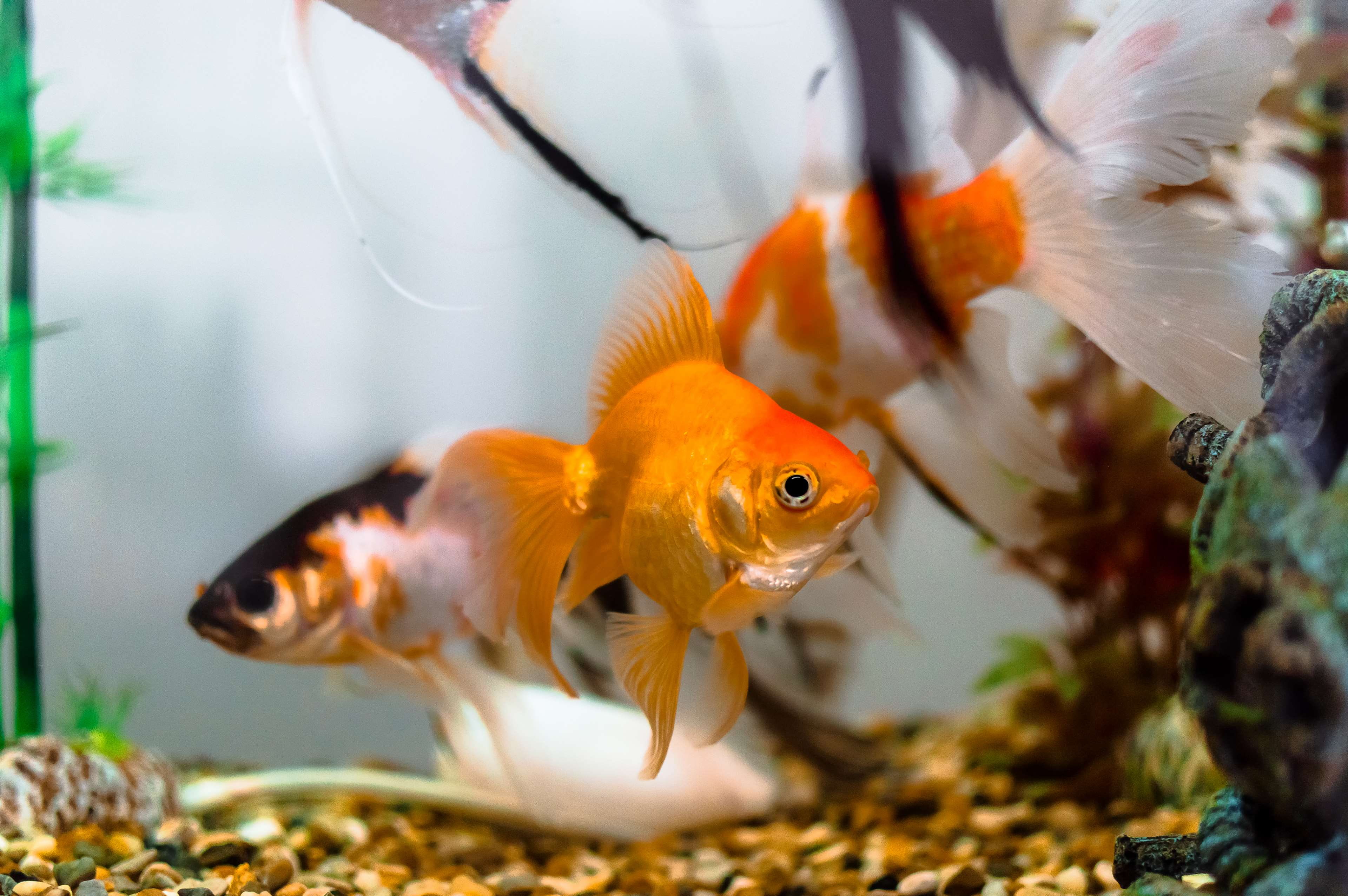 water, peces, vertebrate, outdoors, decoracion, pez bailarn, 4K ...