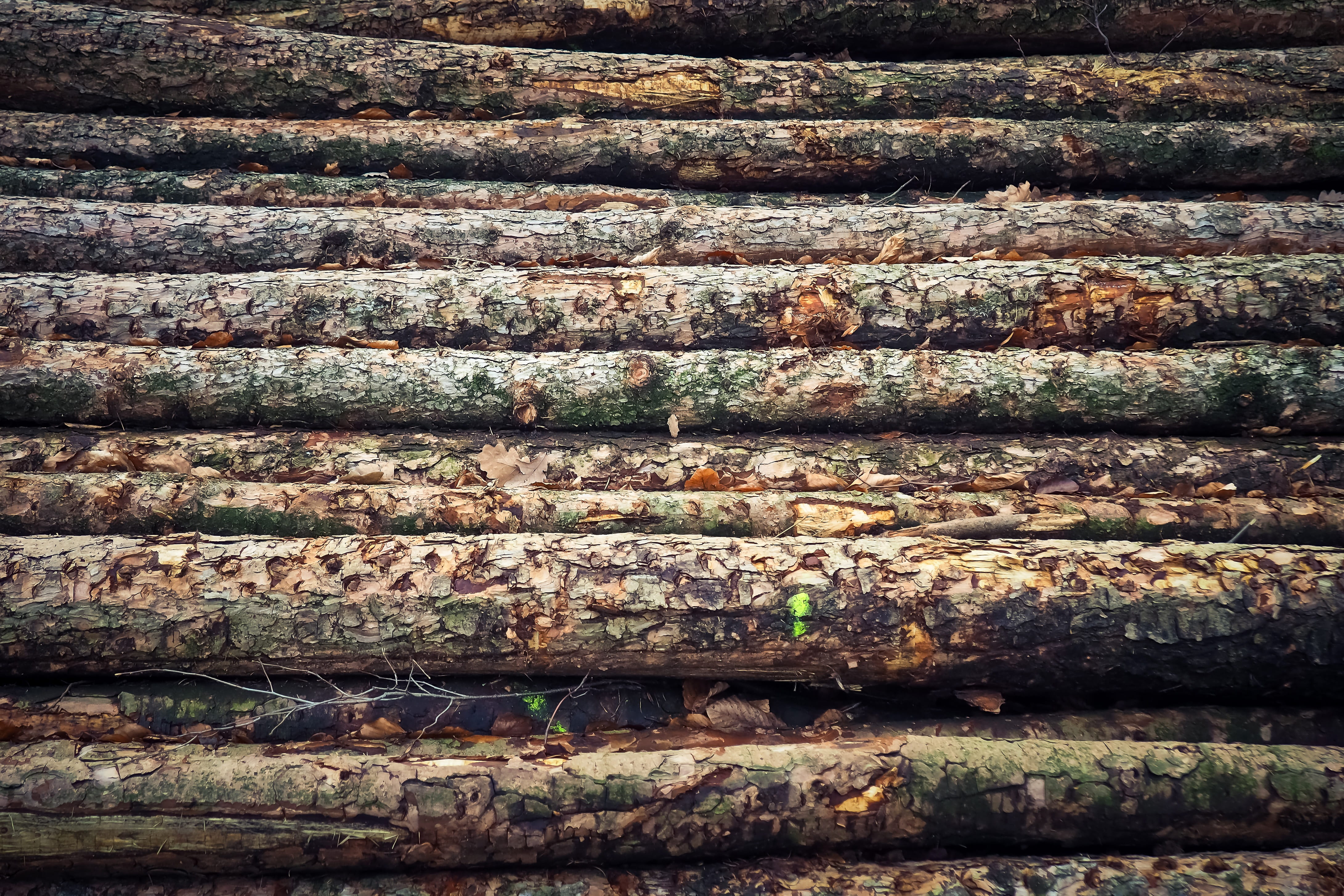 log, full frame, architecture, deterioration, wood - material, texture ...