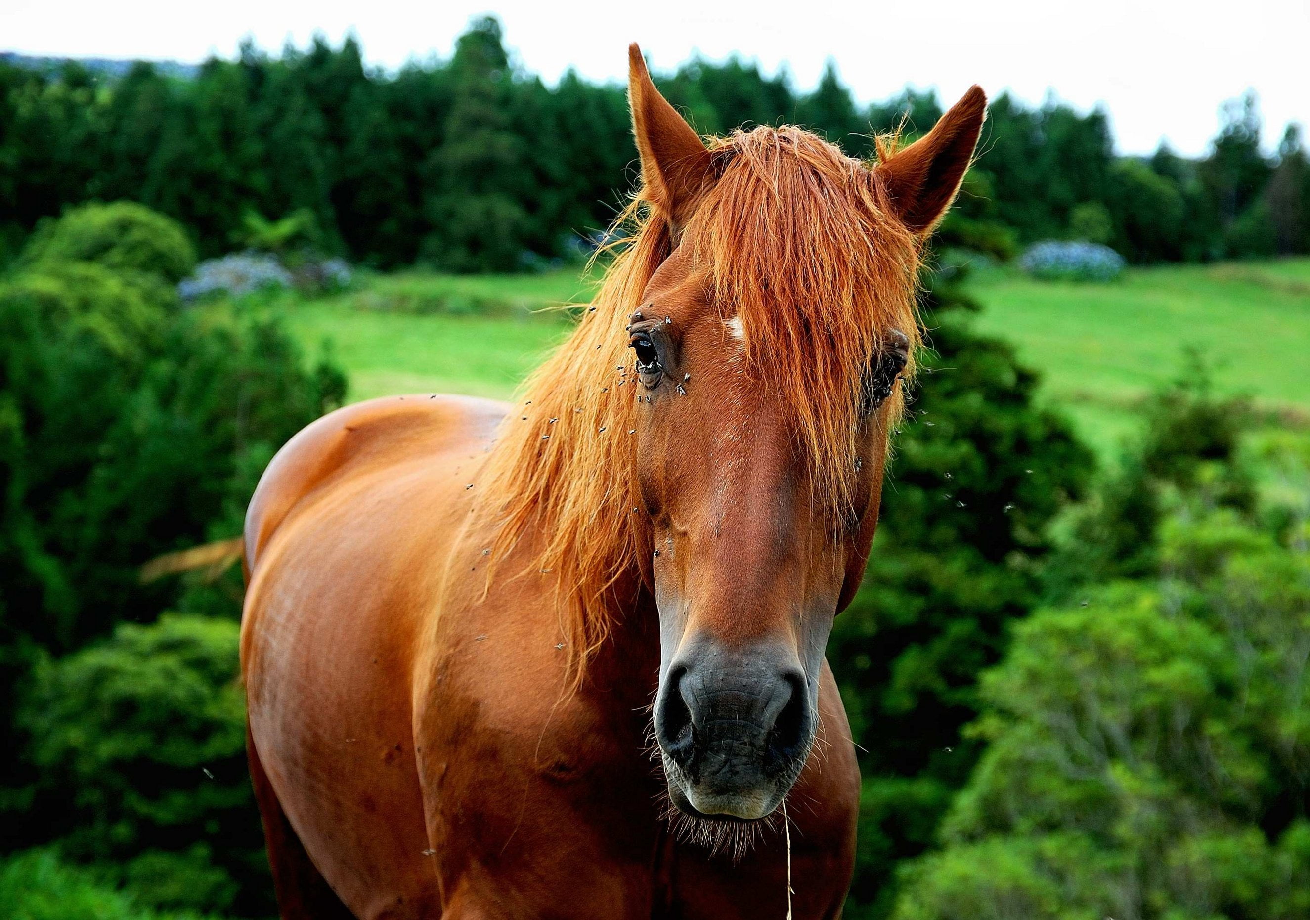 Horse, selective, cavalo, 2K, selective focus, behind, açores, daytime ...