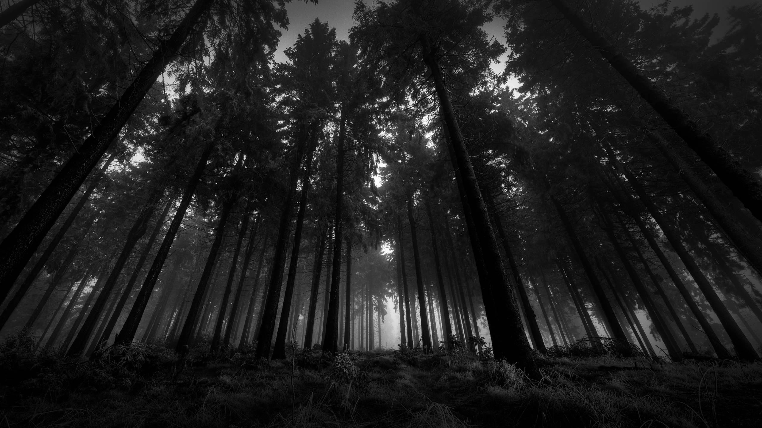 forest, 2K, dark HD Wallpaper
