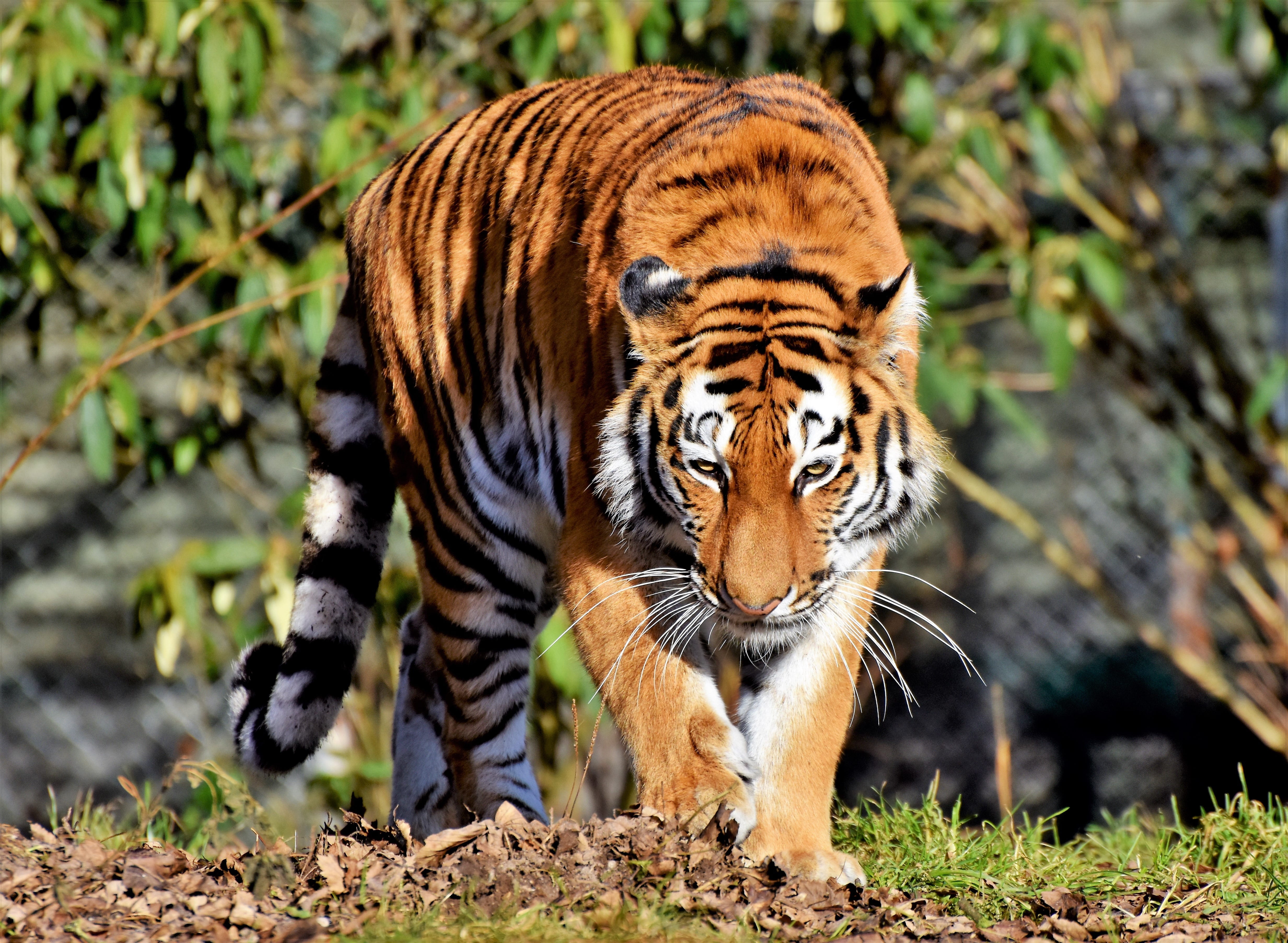 «TIGER HEAD» HD wallpapers
