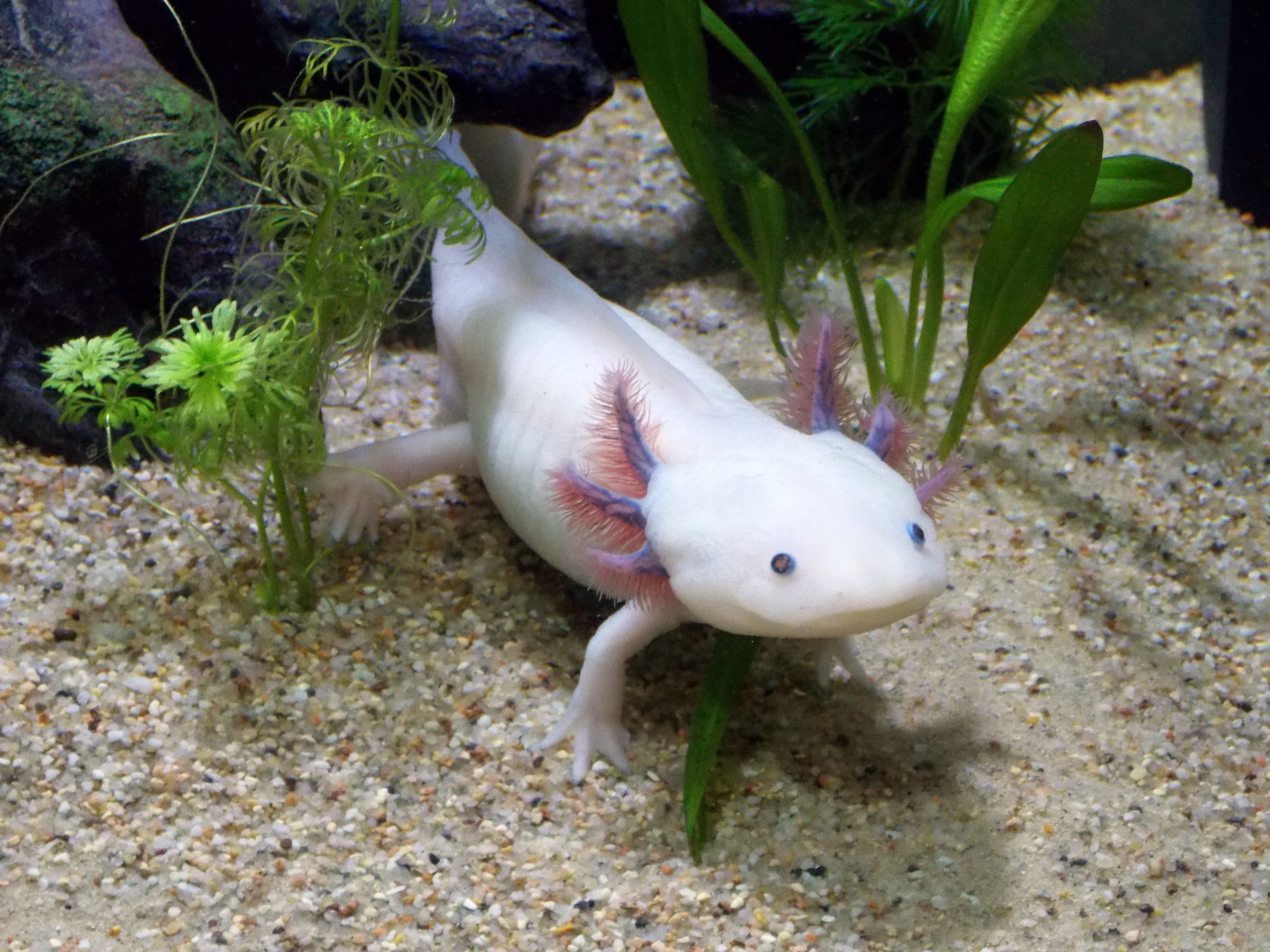 «axolotl» HD Wallpapers