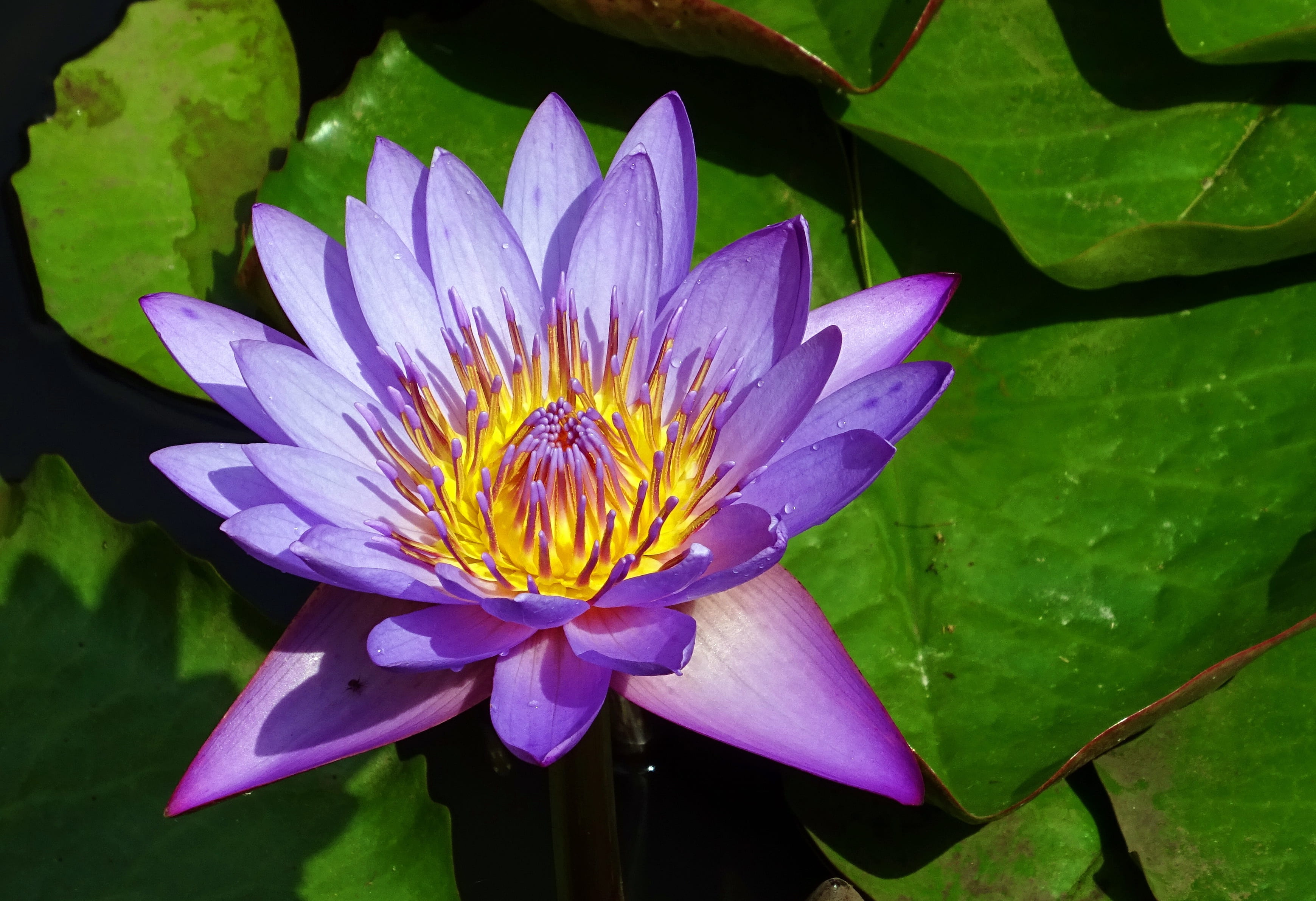 «nil-sapla» HD Wallpapers