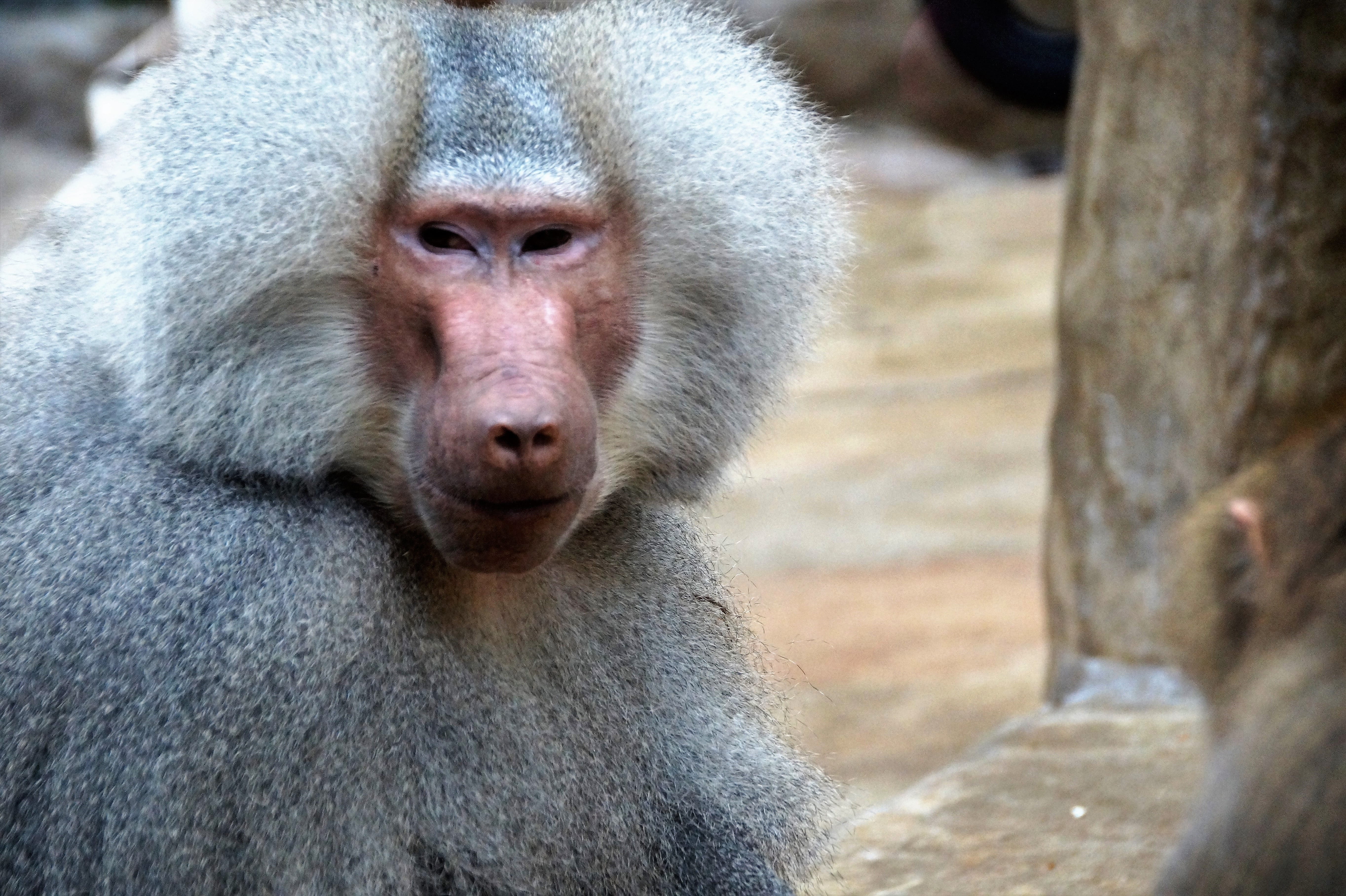 day, captivity, animals in the wild, mammal, animal themes, looking ...
