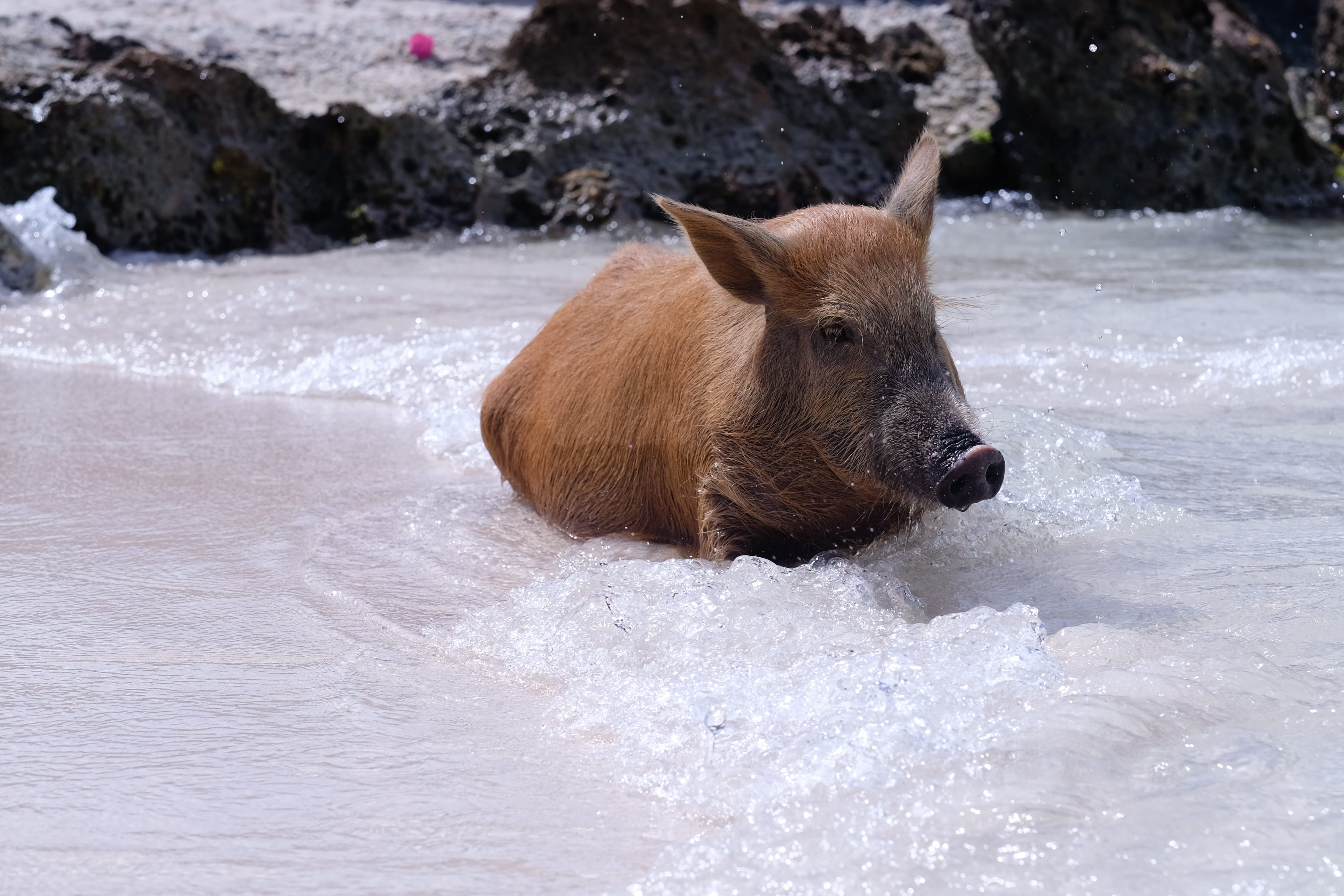 day, animals in the wild, animal, mammal, curaçao, domestic animals ...
