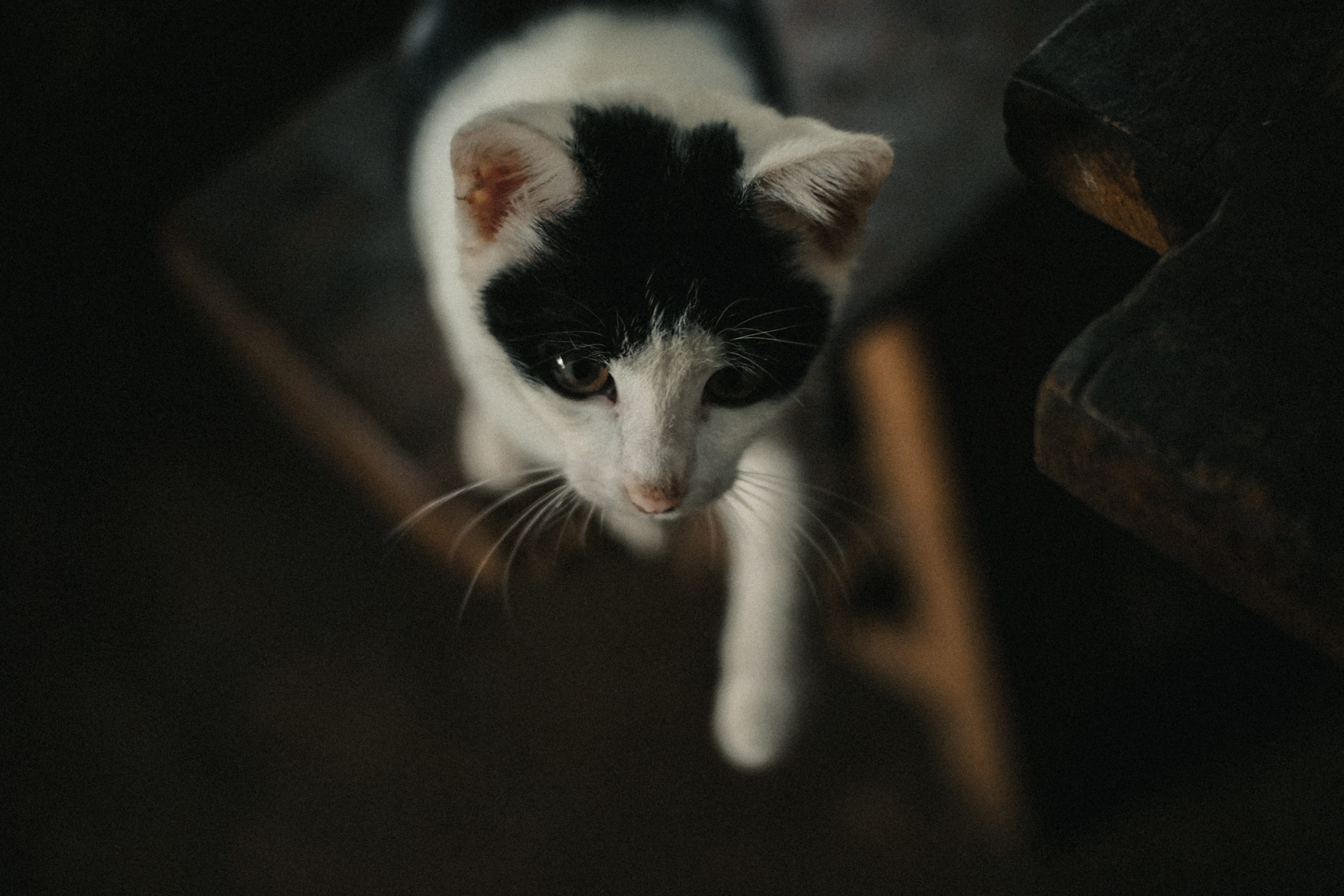 «felidae» 1080P, 2k, 4k Full HD Wallpapers, Backgrounds Free Download ...