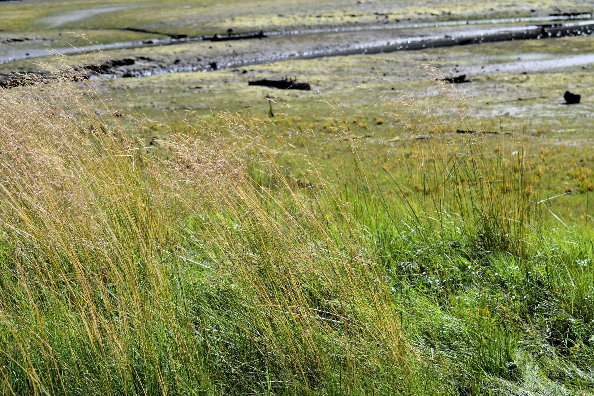 timothy grass, green, field, natural, nature, swamp, outdoor, animal ...