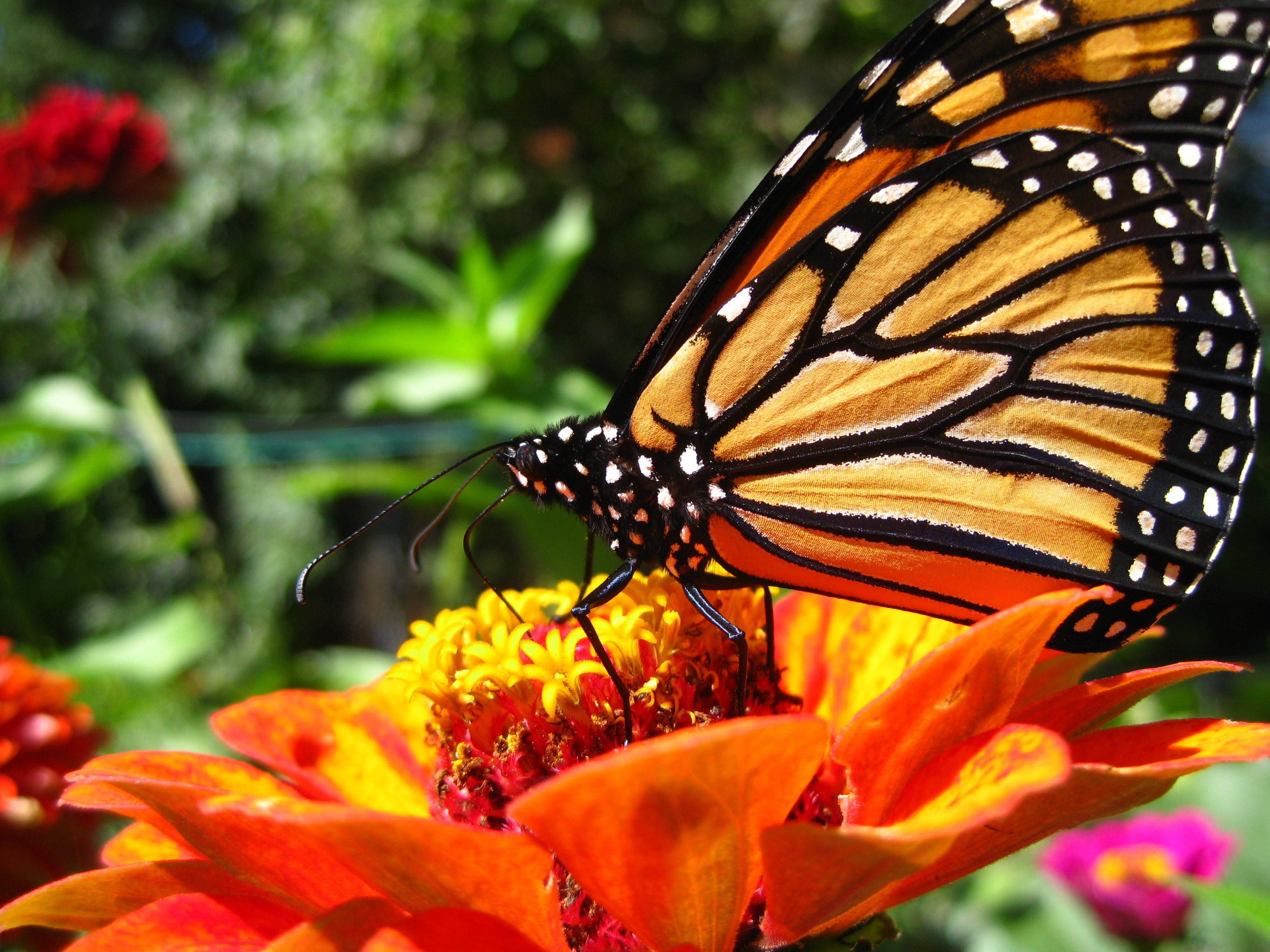 monarch butterfly image photo, 2K HD Wallpaper