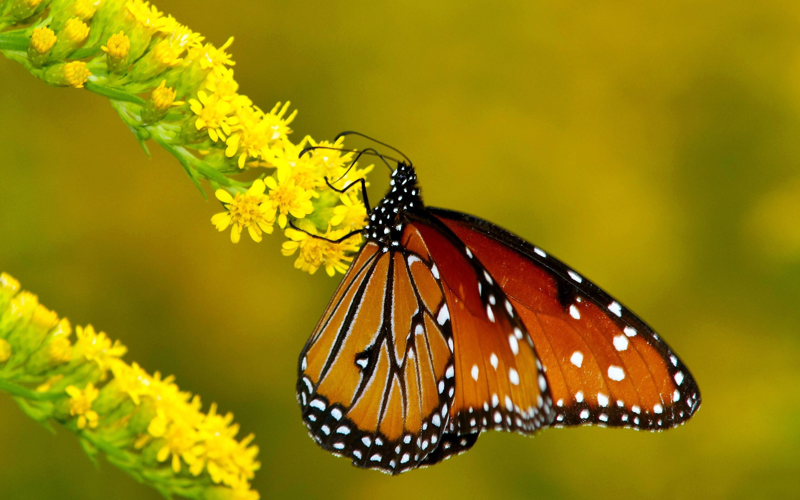 monarch butterfly image, 2K HD Wallpaper