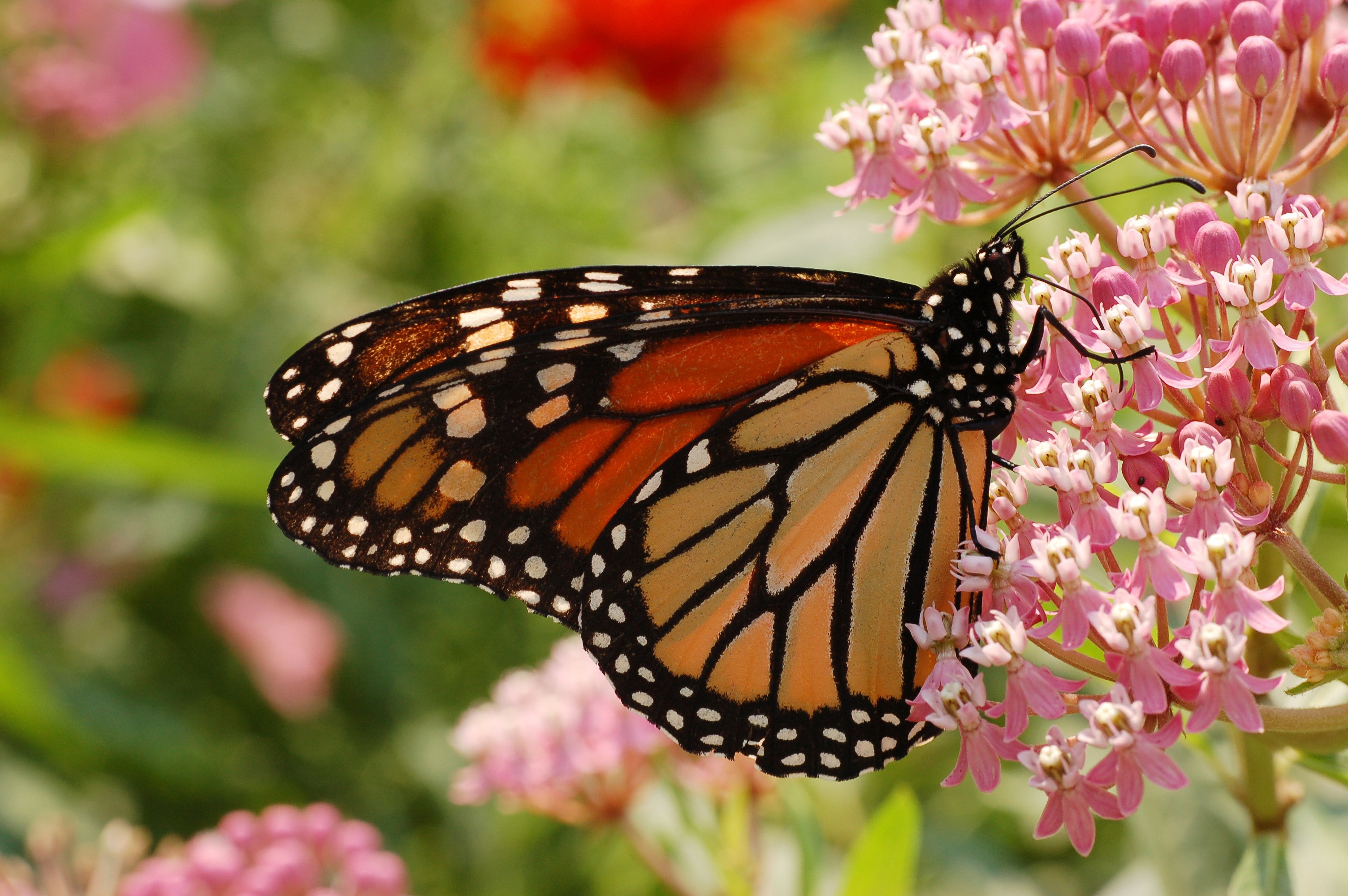 2K, monarch butterfly image download HD Wallpaper