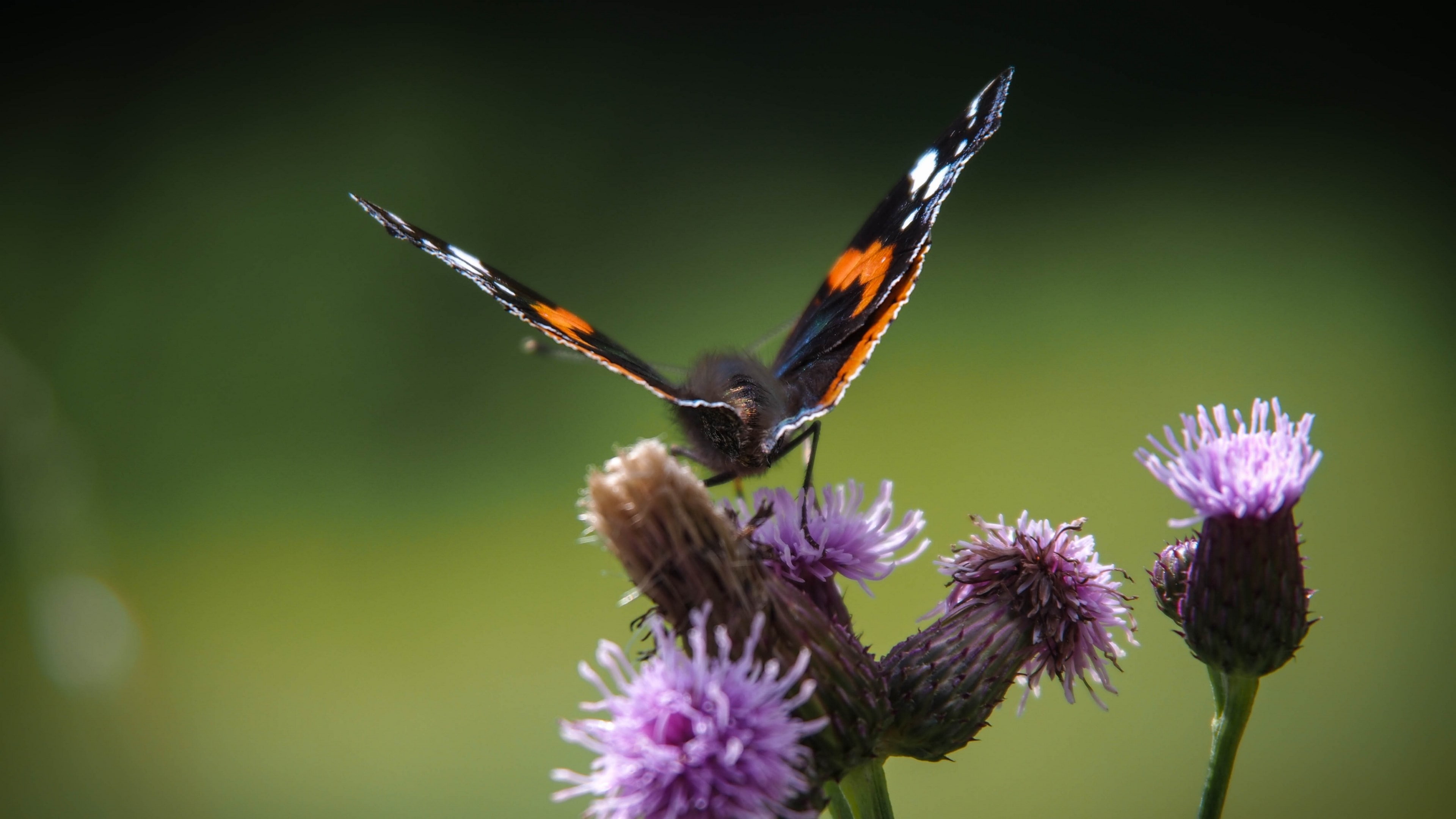 butterfly, freshness, flower head, animal, invertebrate, picture of ...
