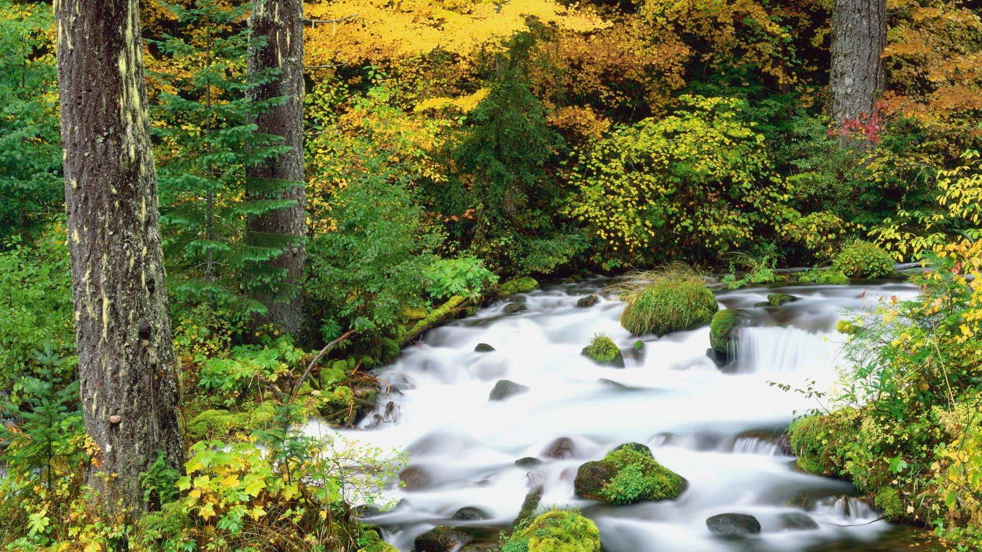 «willamette» 1080P, 2k, 4k Full HD Wallpapers, Backgrounds Free ...