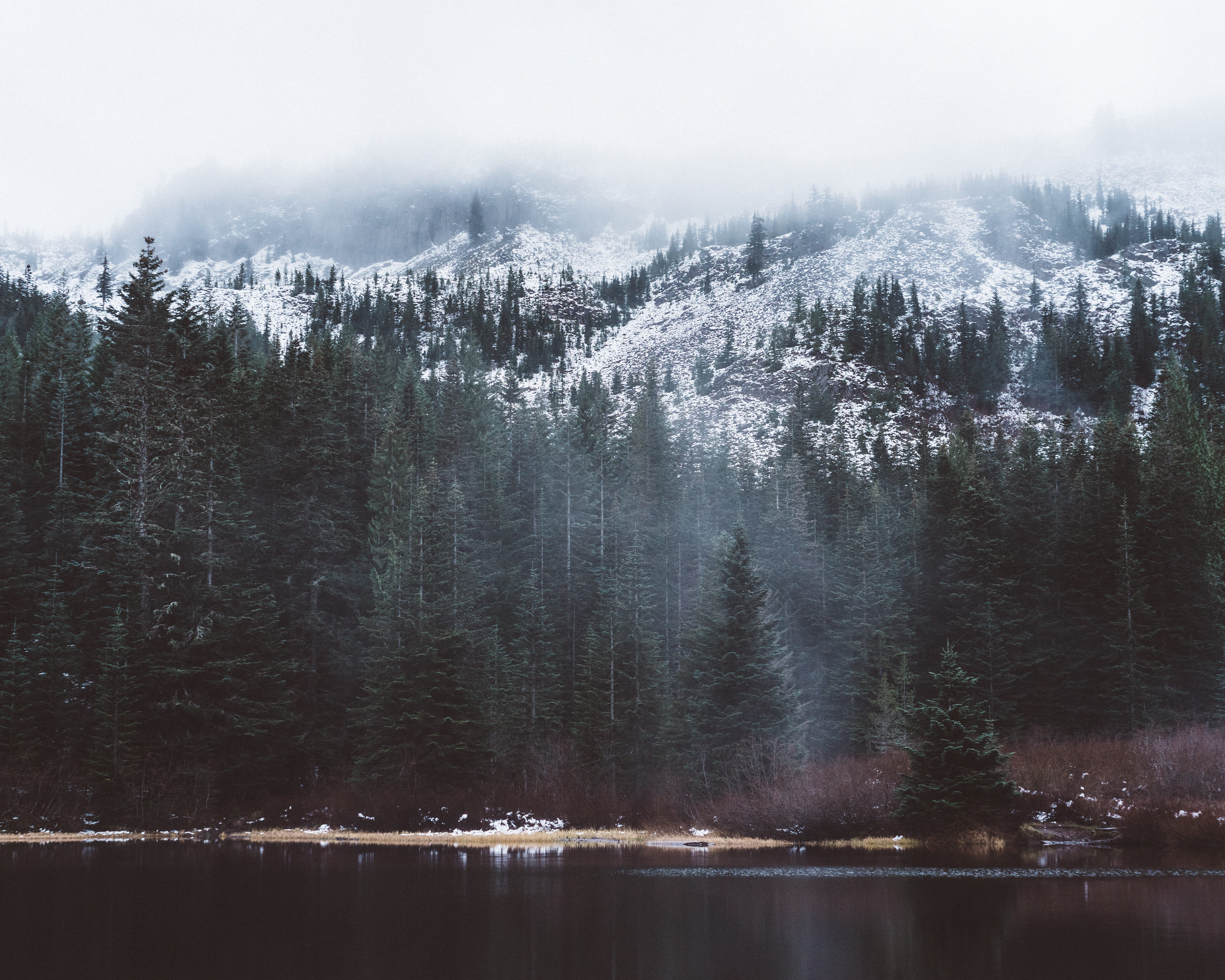 forest, nature, beauty in nature, outdoors, scenics - nature, no people ...