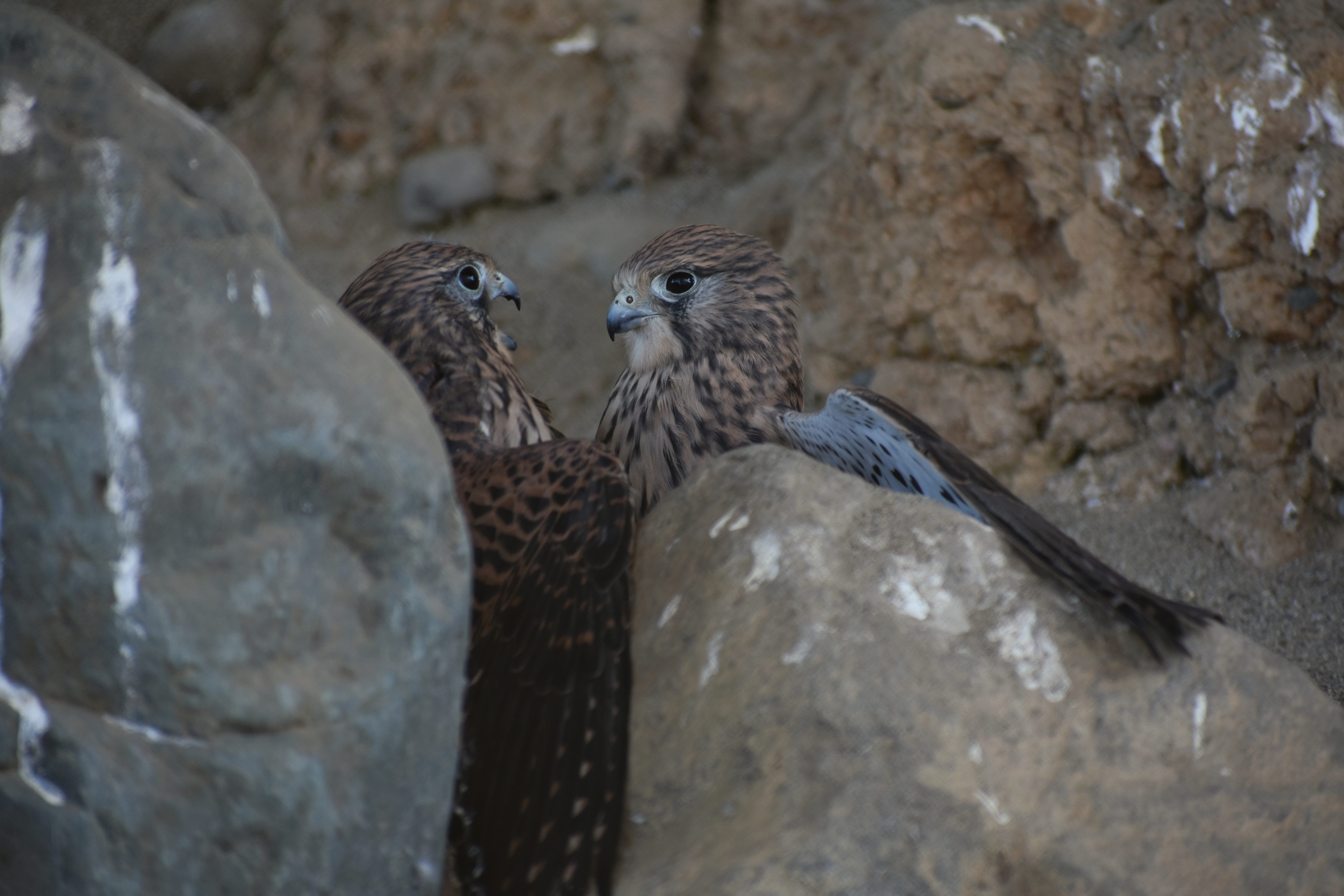 falconidae, animals in the wild, kestrel, wild animal, animal themes ...