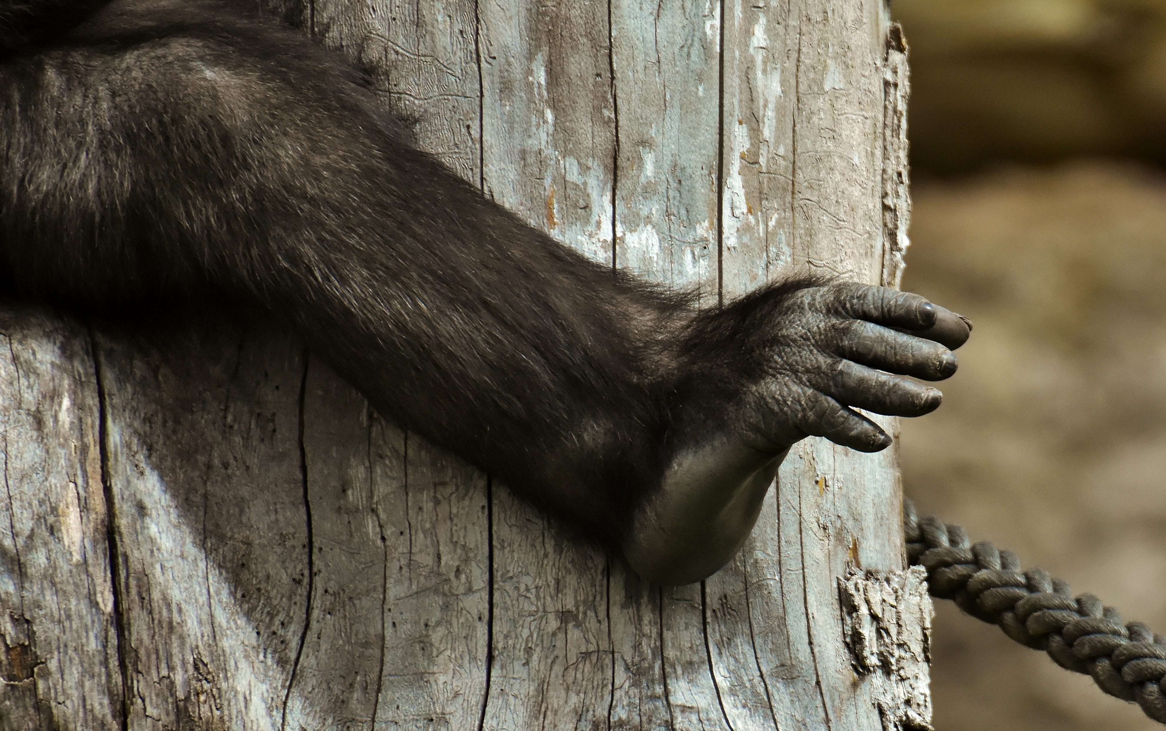 close-up, one animal, creature, animal recording, wood - material ...