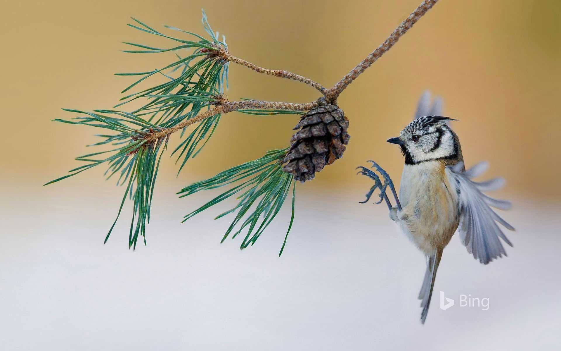 two animals, bing, group of animals, tit, perching, 1080P, branch ...
