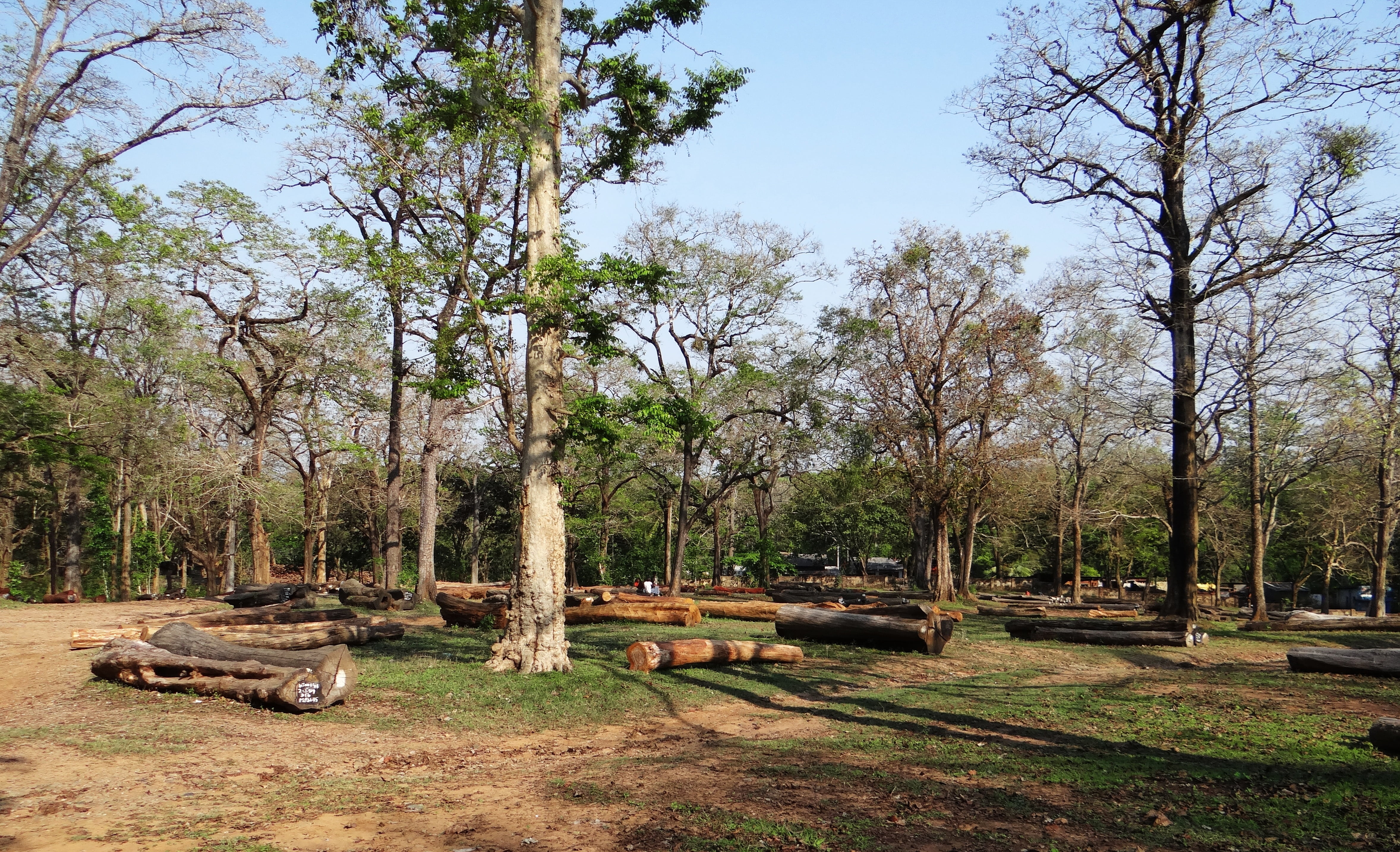 sky, stack, tranquility, outdoors, lumber, logging, forest, india ...