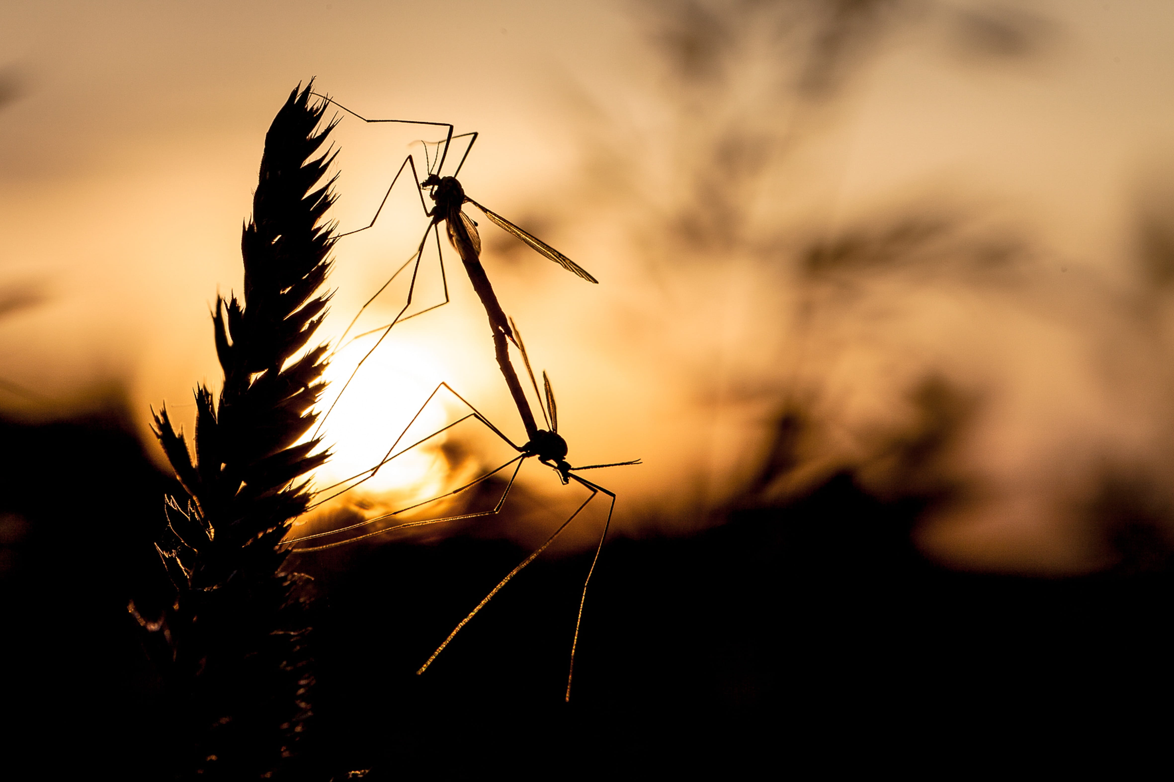 scenics - nature, cousins, land, doré, growth, plant stem, grass ...