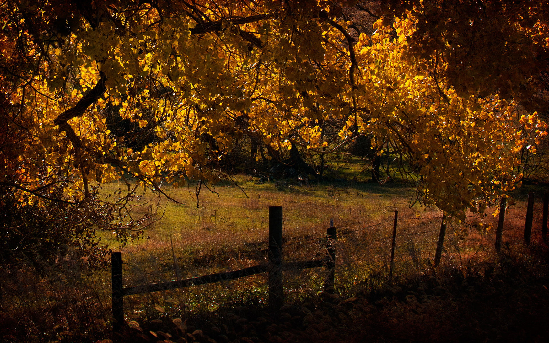 fence, hd, nature, 1080P, autumn, tree HD Wallpaper