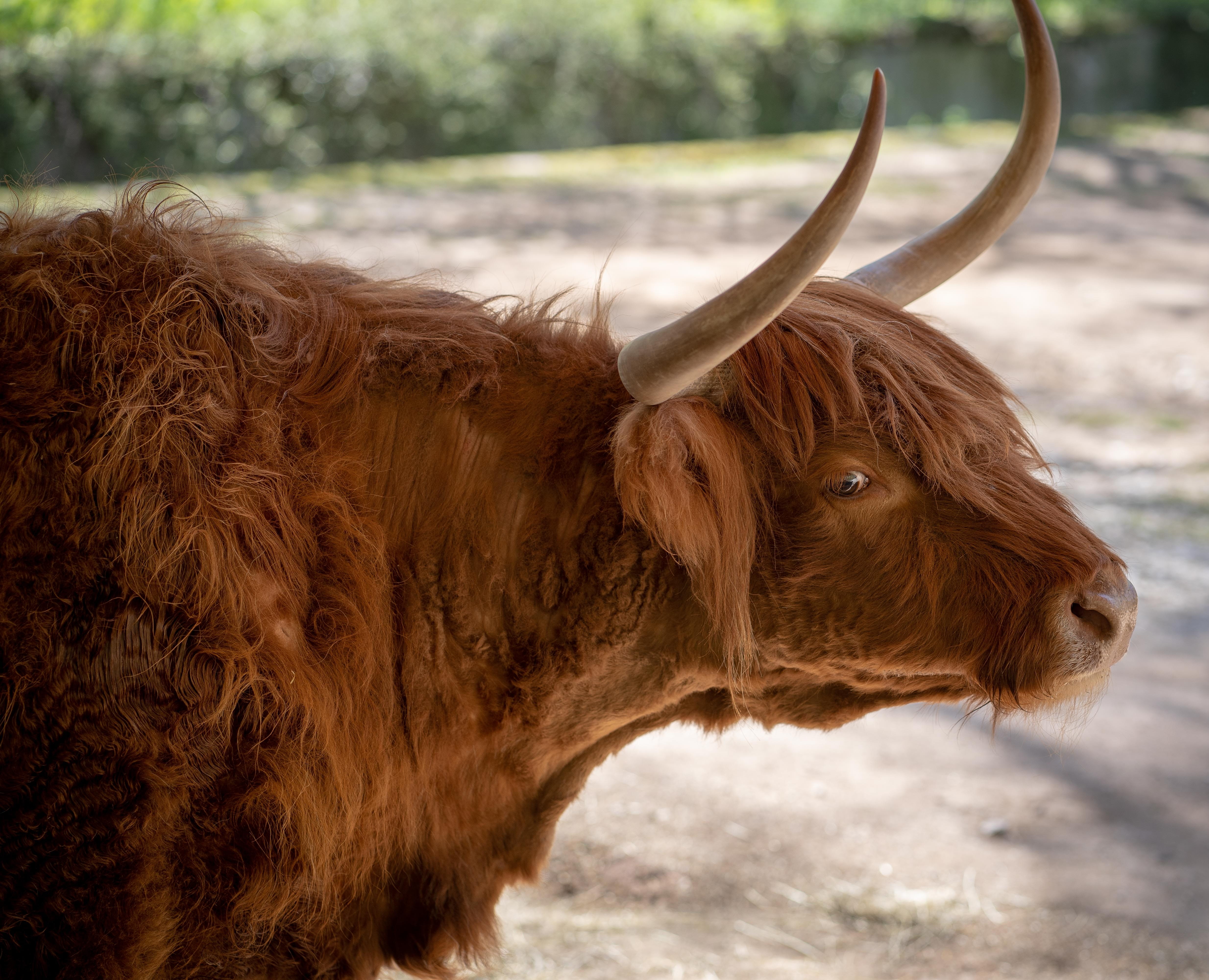 domestic, animal head, highland cattle, close up, animal, tiergarten ...