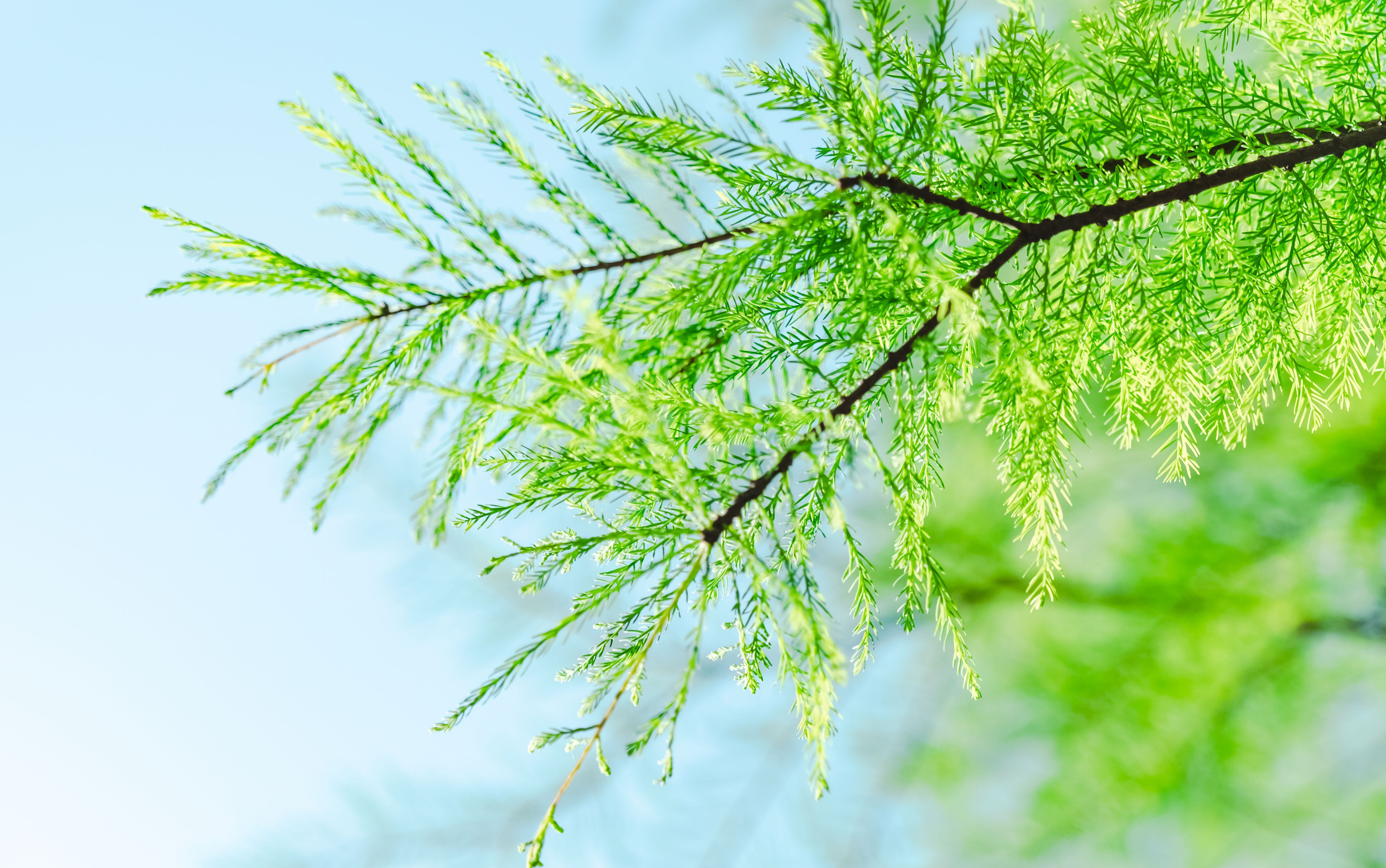 larch, plant, nature, growth, day, beauty in nature, pine, pine tree ...