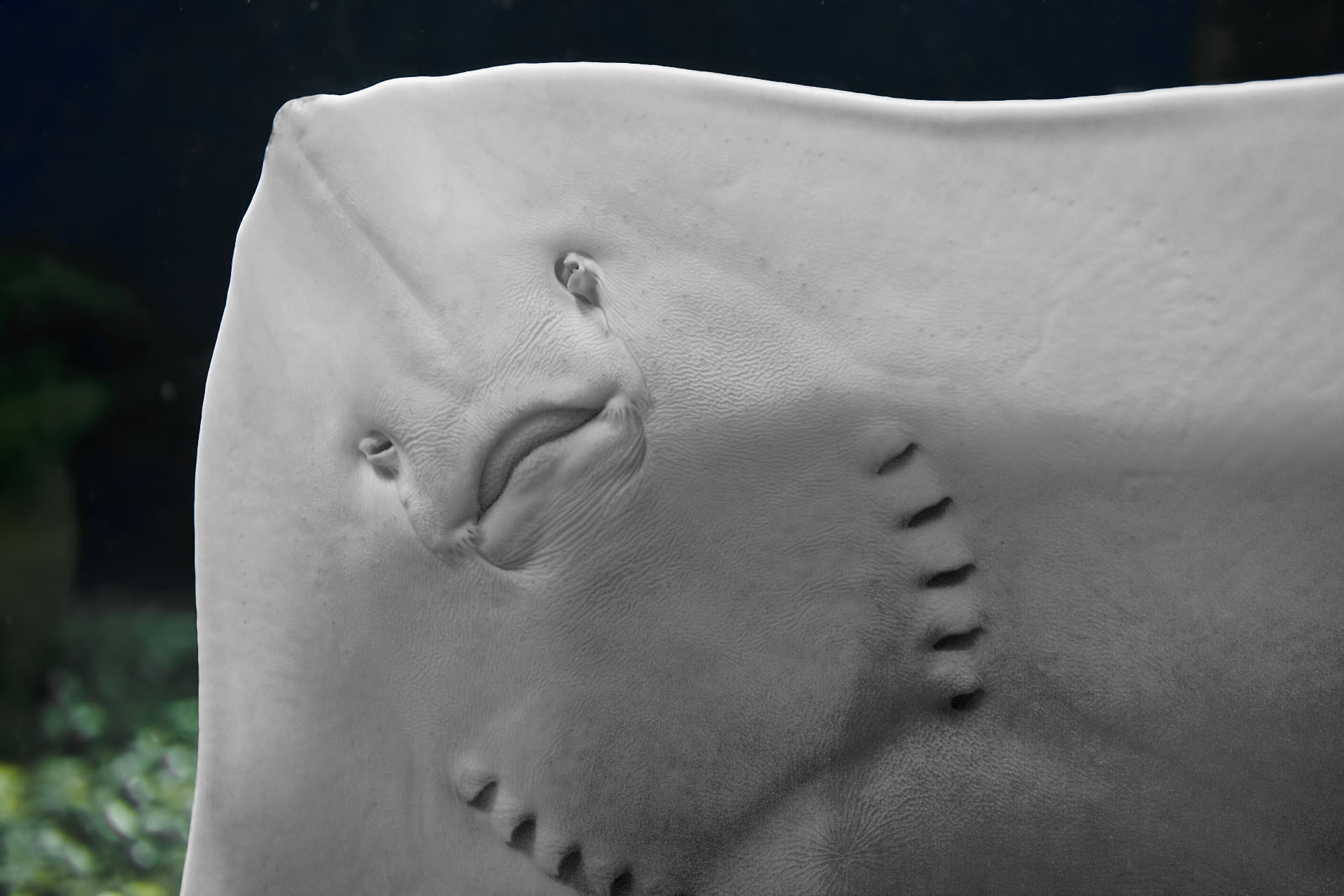 SKAT, gills, head, 1080P, underwater world, under water, water, sea HD ...