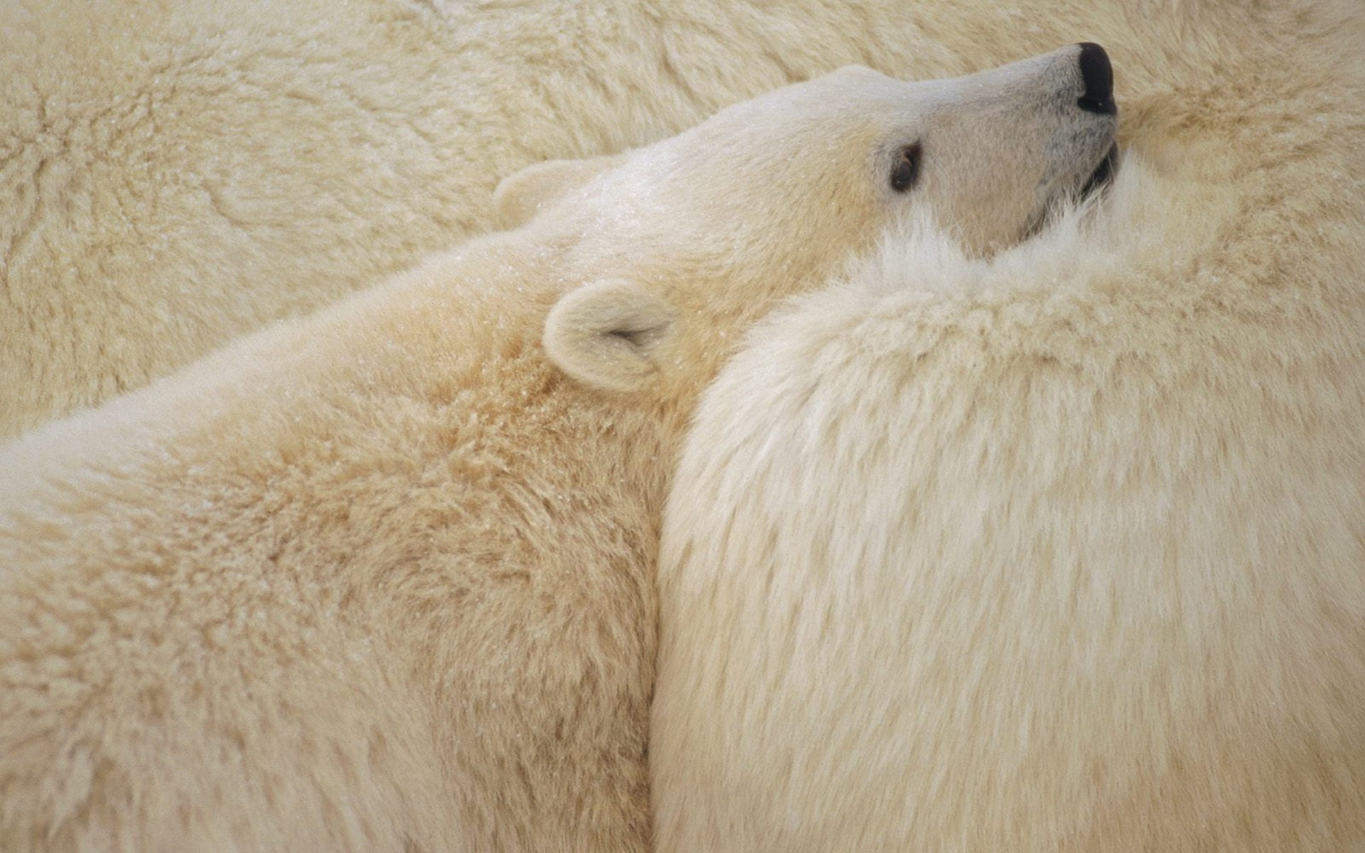 animal, nature, young Animal, teddy Bear, white color, vertebrate ...