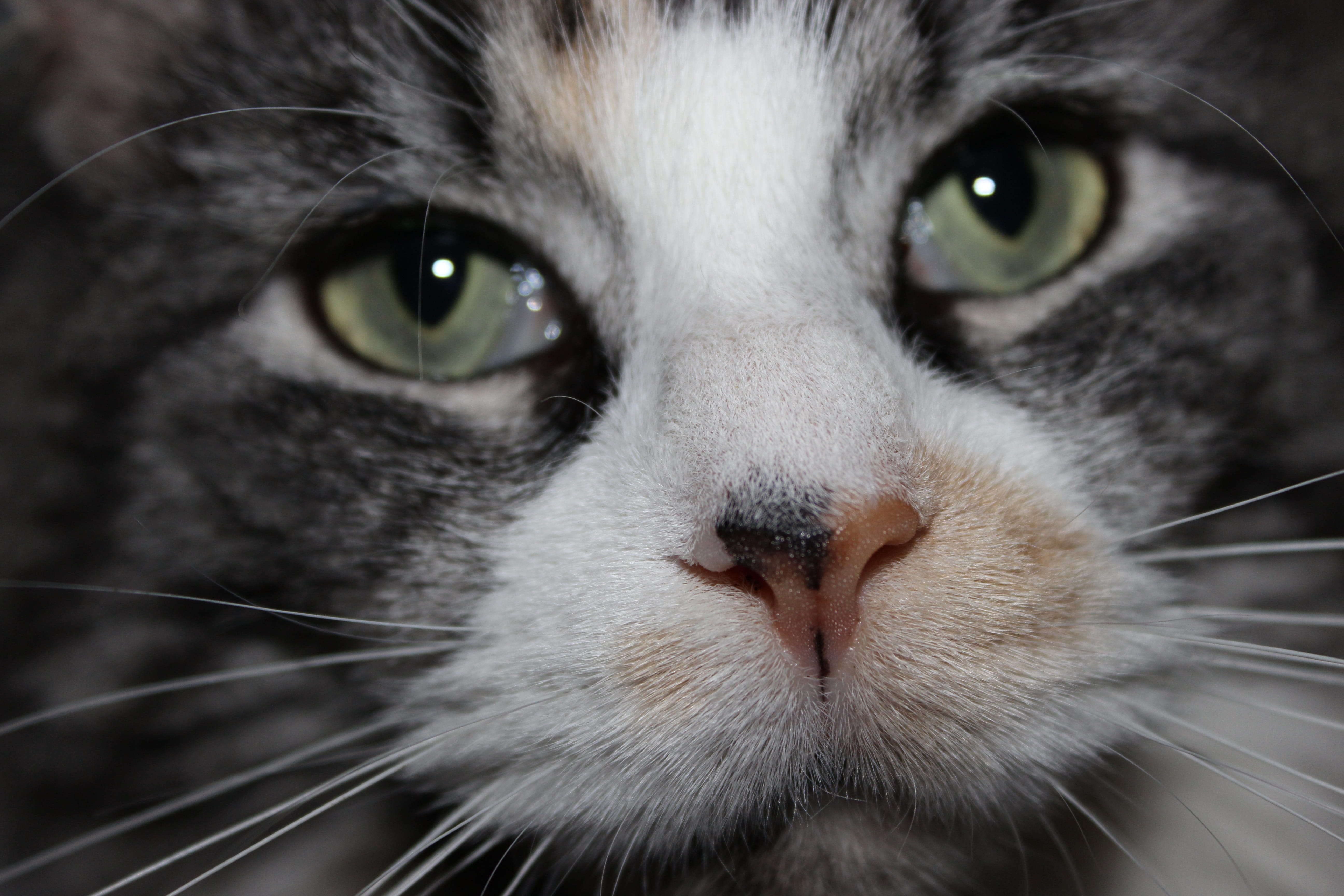 pets, animal eye, vertebrate, cats eyes, looking at camera, domestic ...