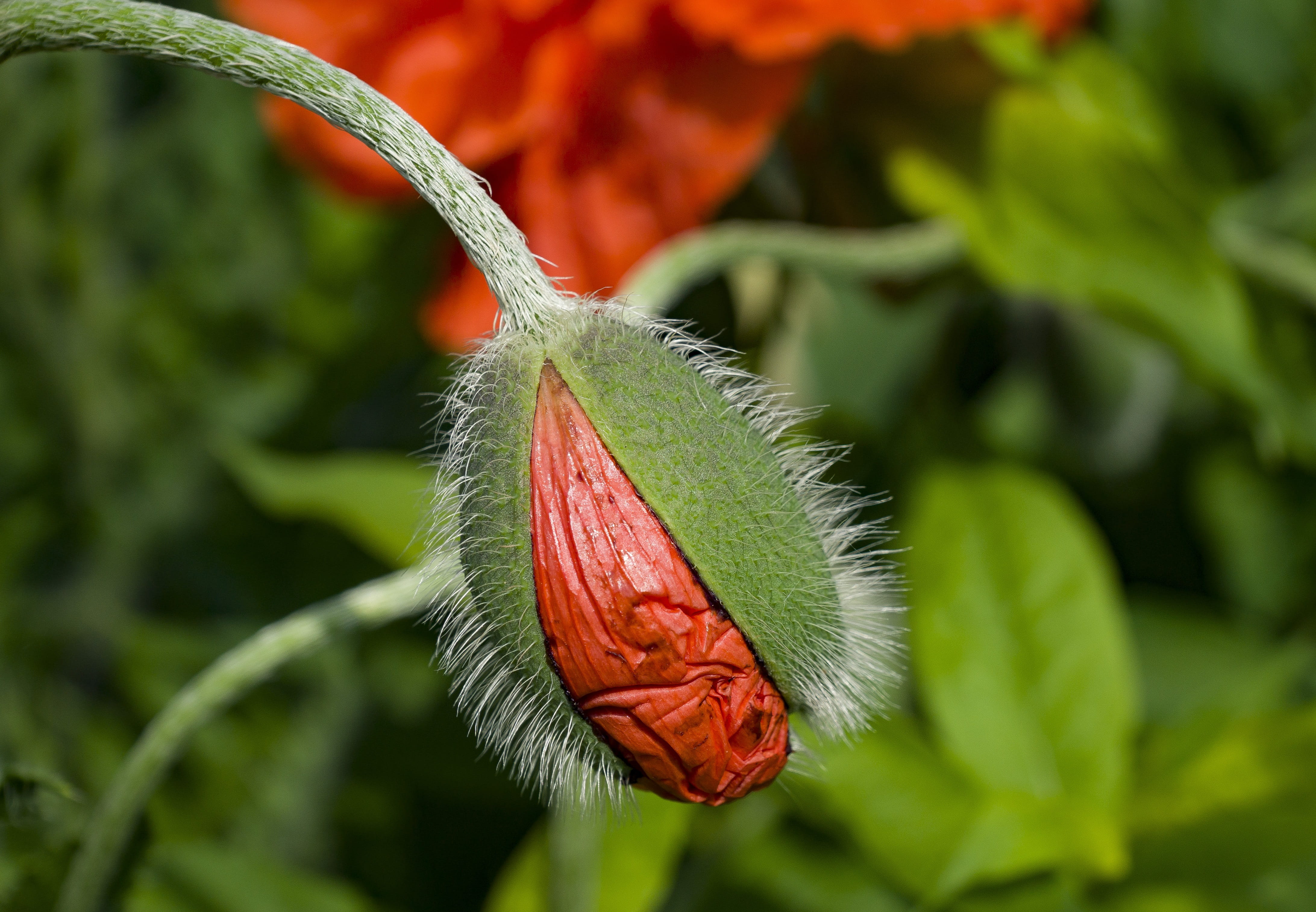 Flower, spring, red poppy, poppy meadow, focus on foreground, plant ...