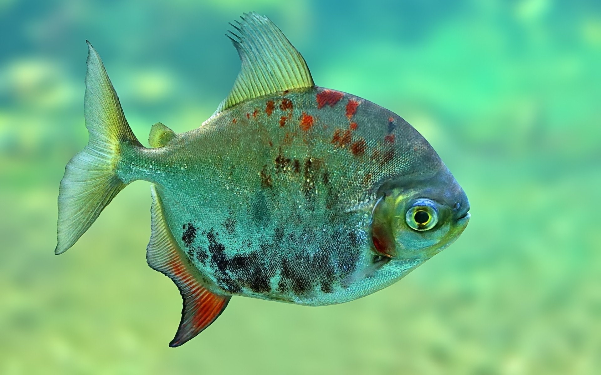 Wallpaper ID: 1770415 / 1080P, fish, piranha free download